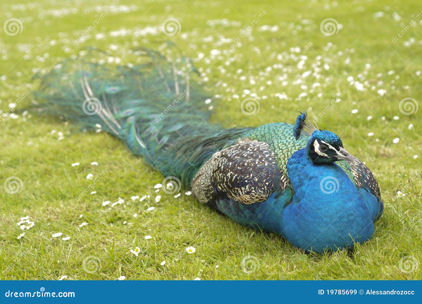 Pavone Indiano, Cristatus Del Pavo Immagine Stock - Immagine di piuma ...