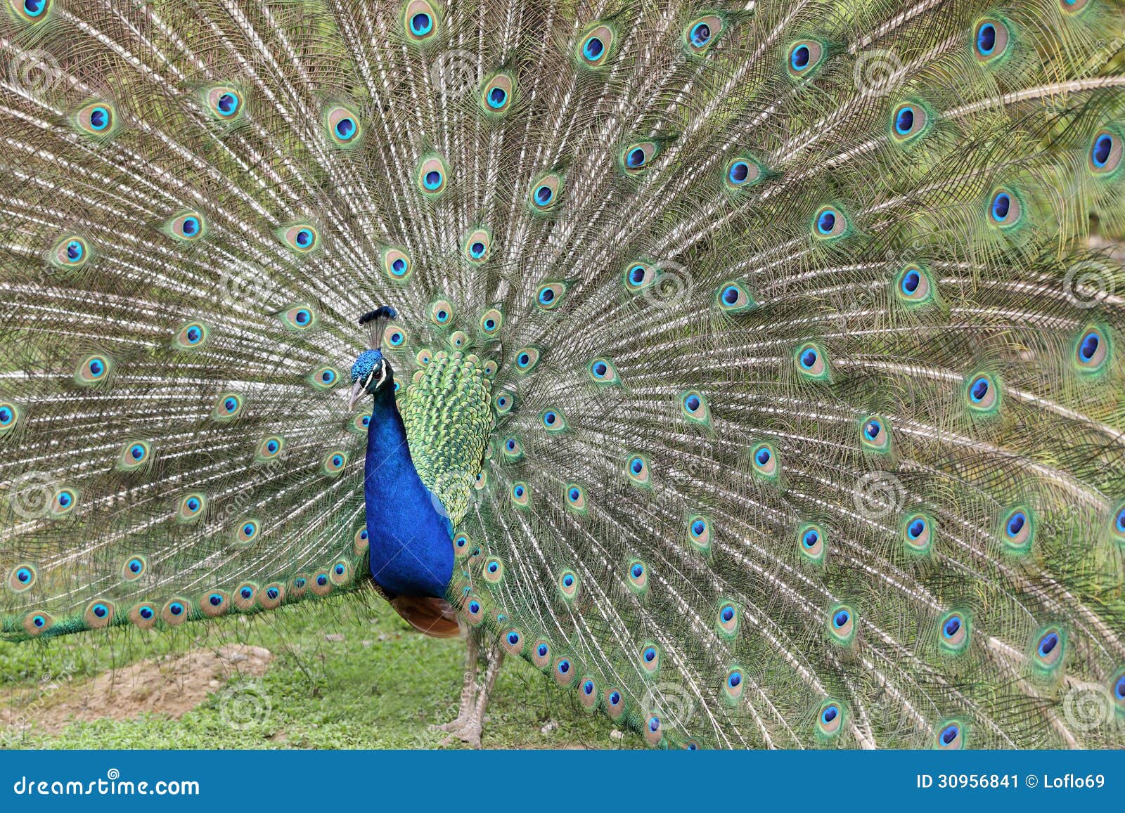 Pavone Indiano, Cristatus Del Pavone Immagine Stock - Immagine di ...