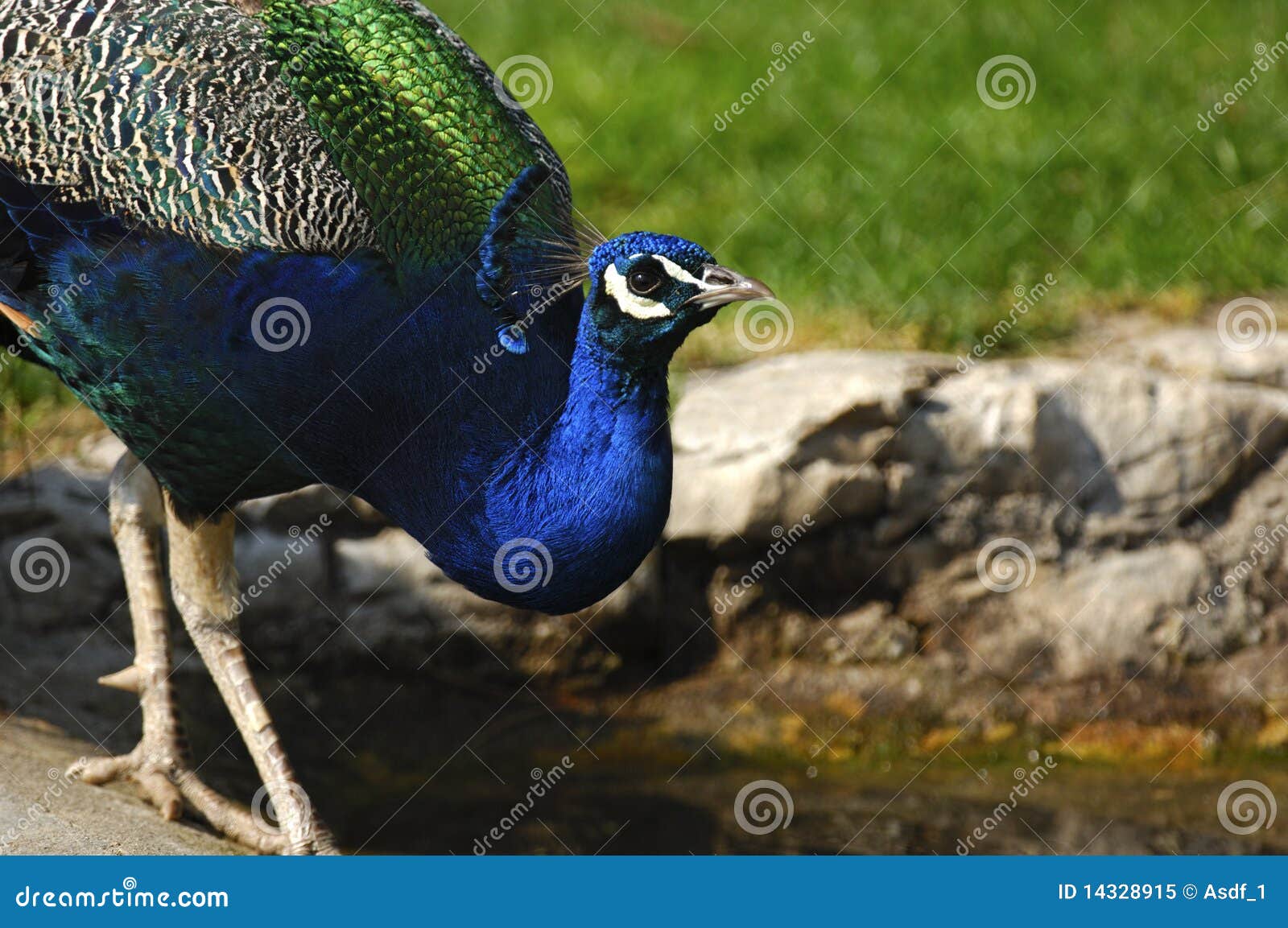 Pavone maschio immagine stock. Immagine di fauna, animale - 14328915