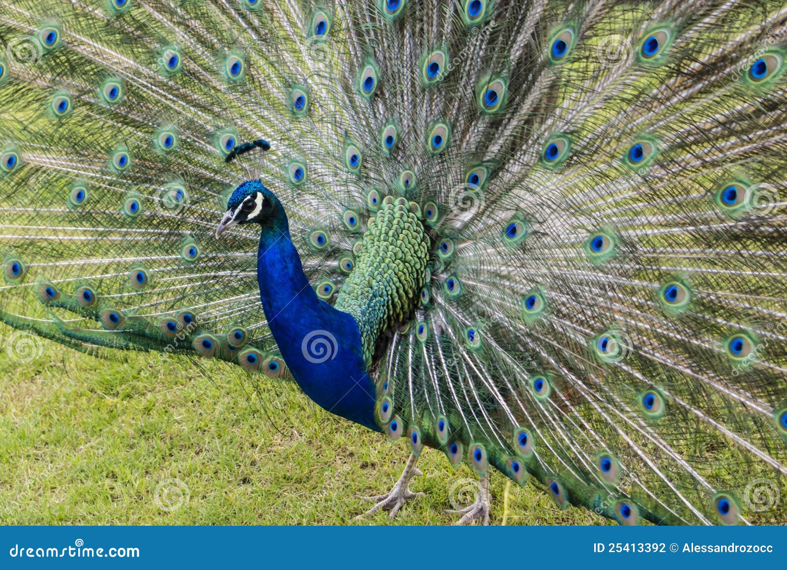 Pavone maschio fotografia stock. Immagine di coda, erba - 25413392