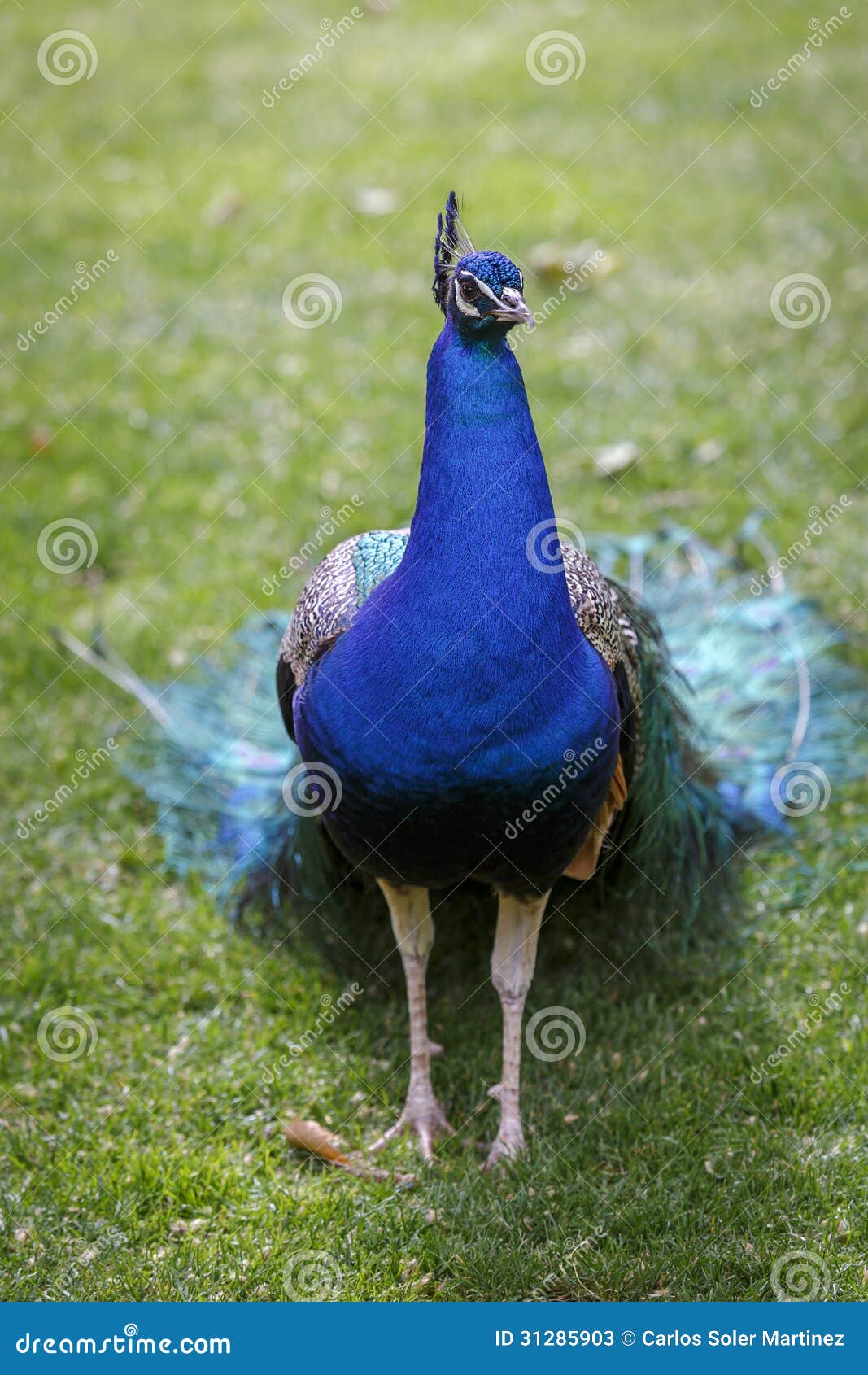 Pavone maschio immagine stock. Immagine di naughty, nessuno - 31285903