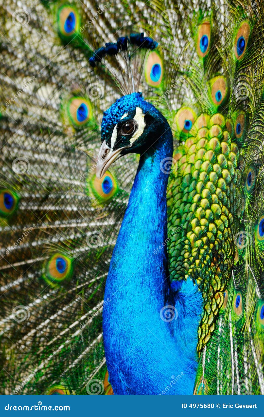 Pavone maschio fotografia stock. Immagine di colore, decorativo - 4975680