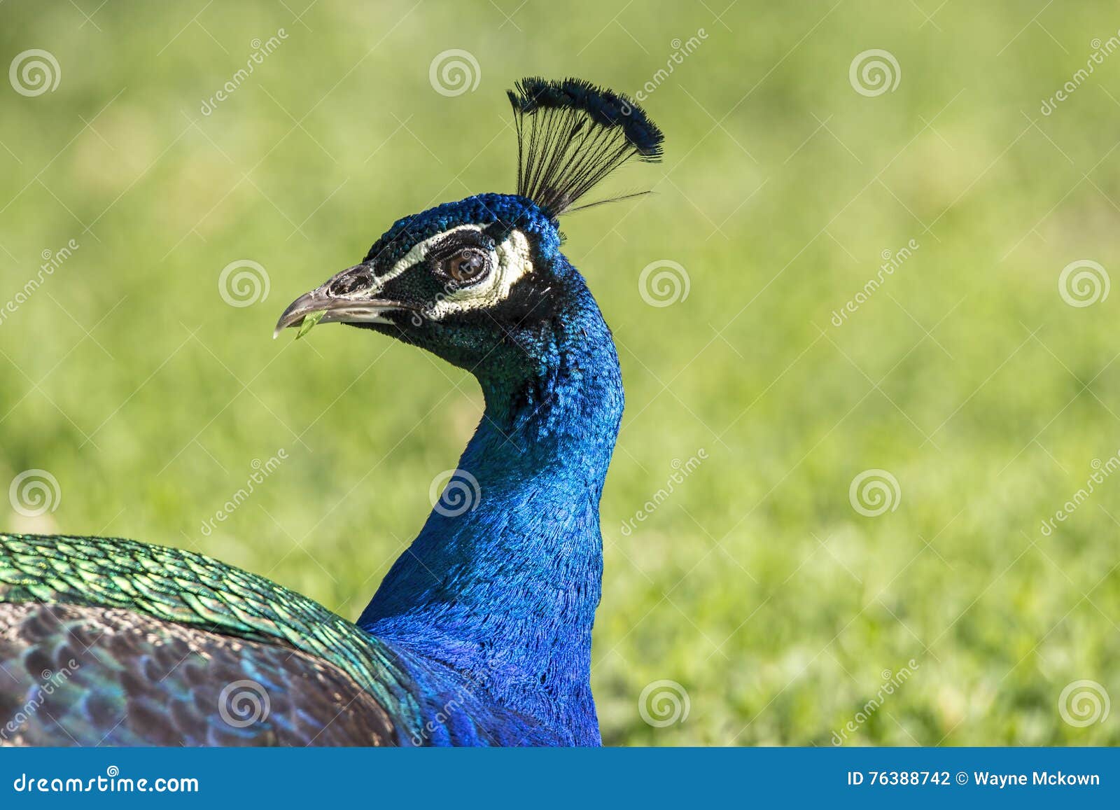 Pavone Maschio, Piume Di Uccello Fotografia Stock - Immagine di piuma ...