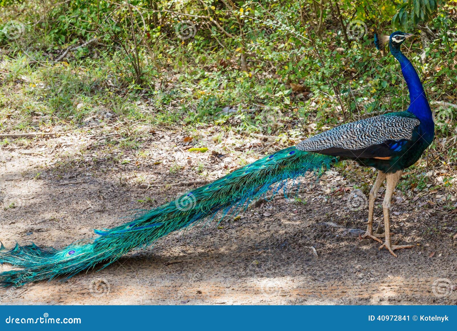 Pavone in natura selvaggia immagine stock. Immagine di animali - 40972841