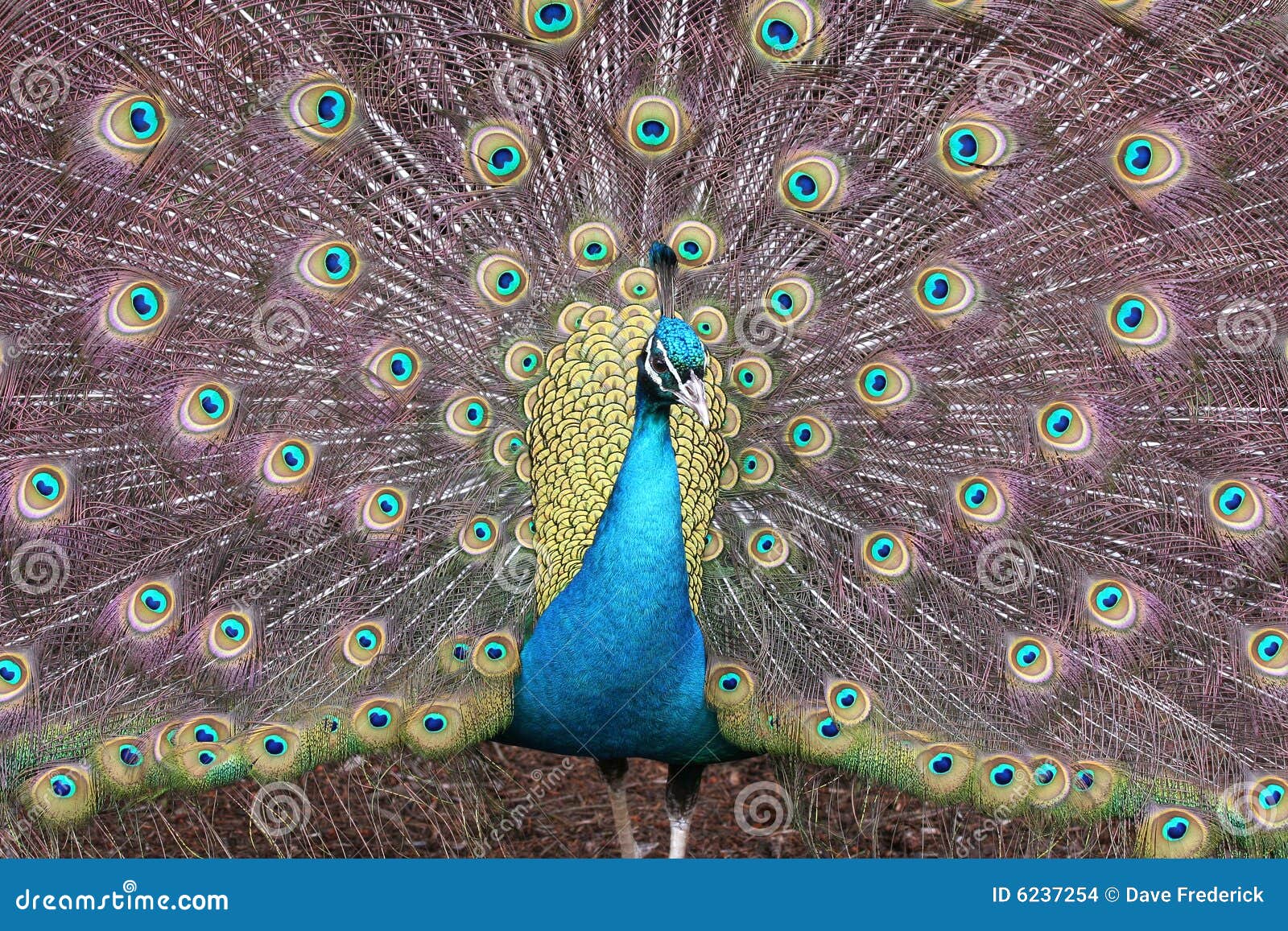 Pavone nel colore pieno fotografia stock. Immagine di peacock - 6237254