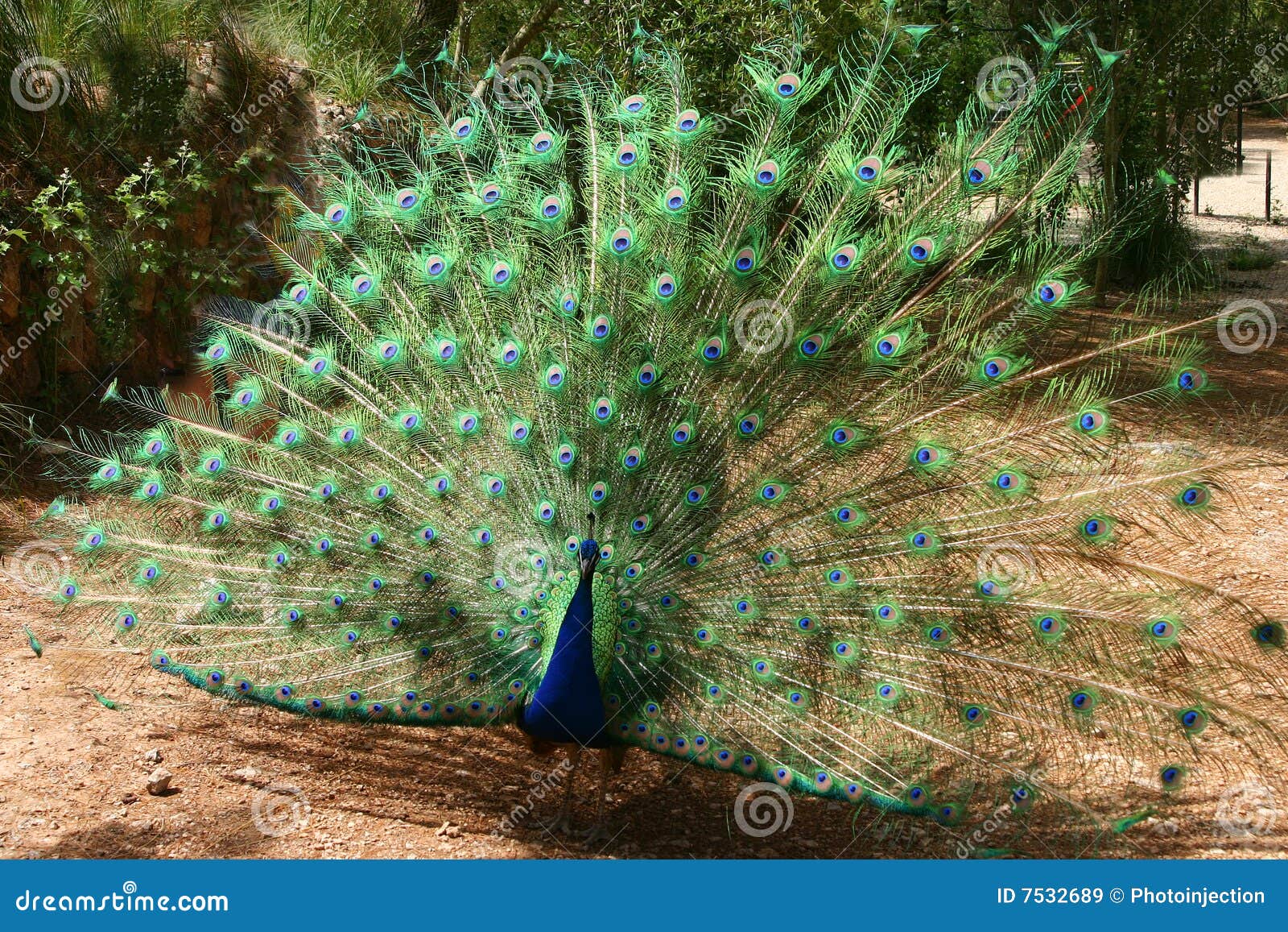 Pavone, Pisello-Pulcino immagine stock. Immagine di raramente - 7532689