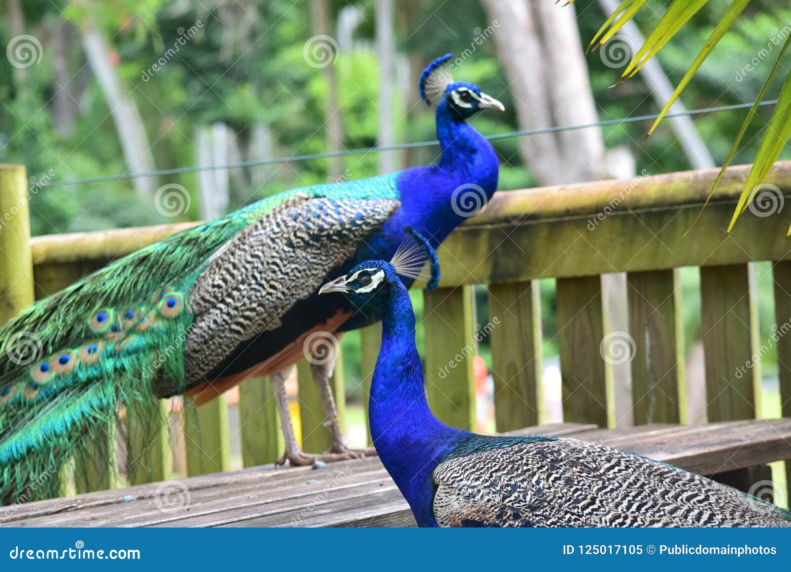 Pavone, Uccello, Fauna, Becco Immagine. Immagine: 125017105