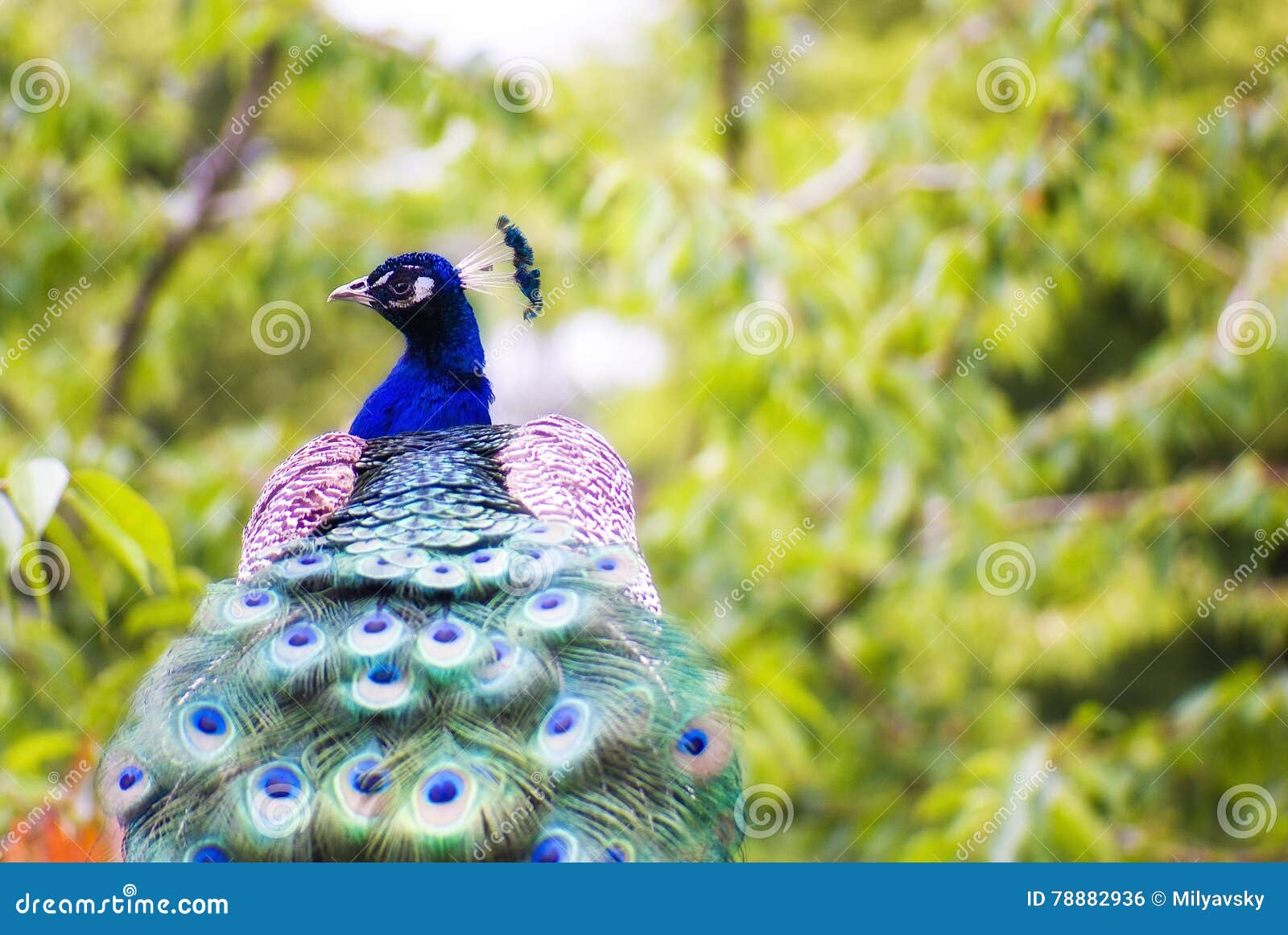 Pavone, uccello reale fotografia stock. Immagine di corona - 78882936
