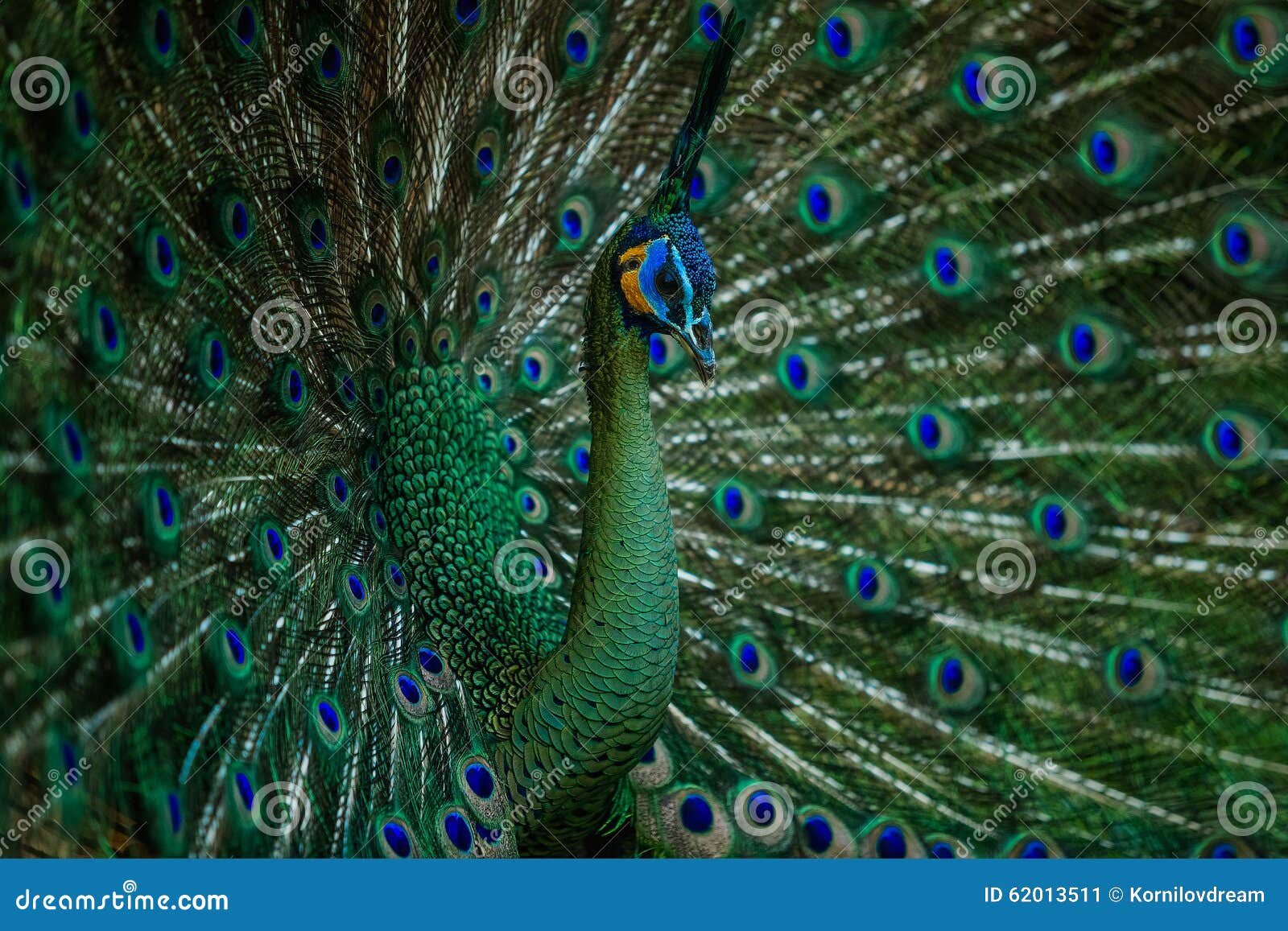 Pavone verde, pavone immagine stock. Immagine di indonesia - 62013511