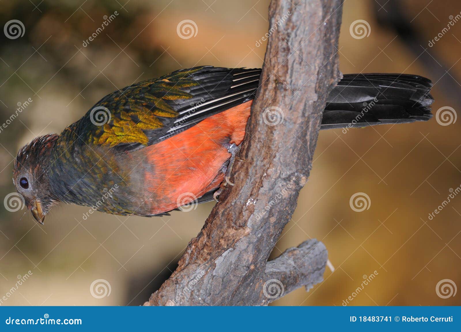 Pavonine Quetzal Standing on a Branch Stock Image - Image of pavonine ...