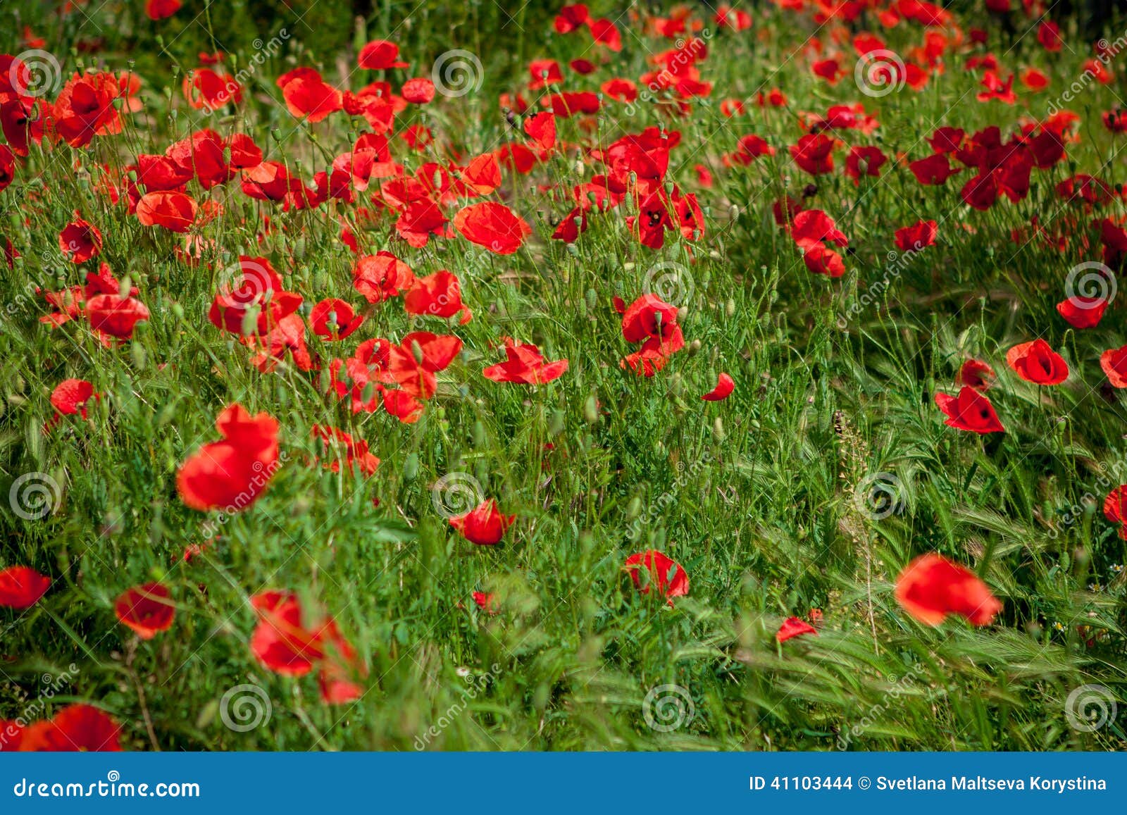 Pavot de rouge de champ photo stock. Image du champ, rouge - 41103444