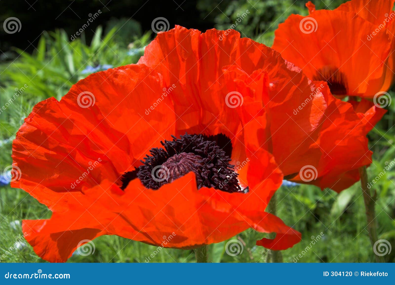 Pavot oriental en rouge photo stock. Image du jardin, cheminée - 304120
