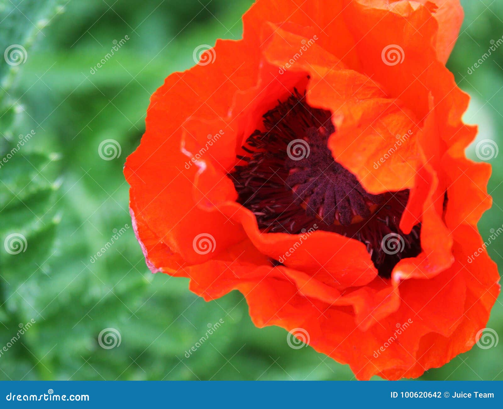 Pavot rouge photo stock. Image of botanique, centrales - 100620642