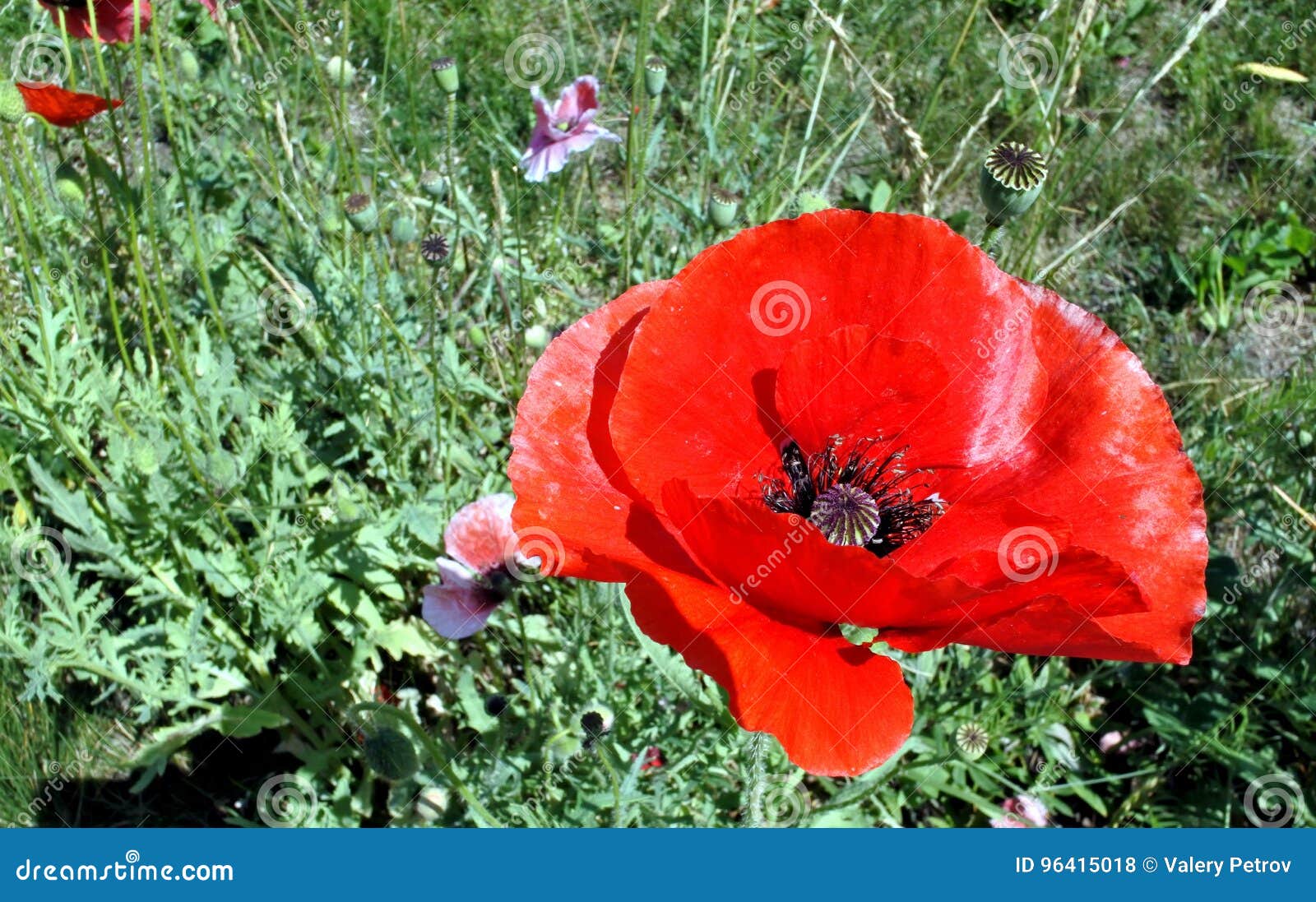 Pavot rouge annuel photo stock. Image du floral, vivacité - 96415018