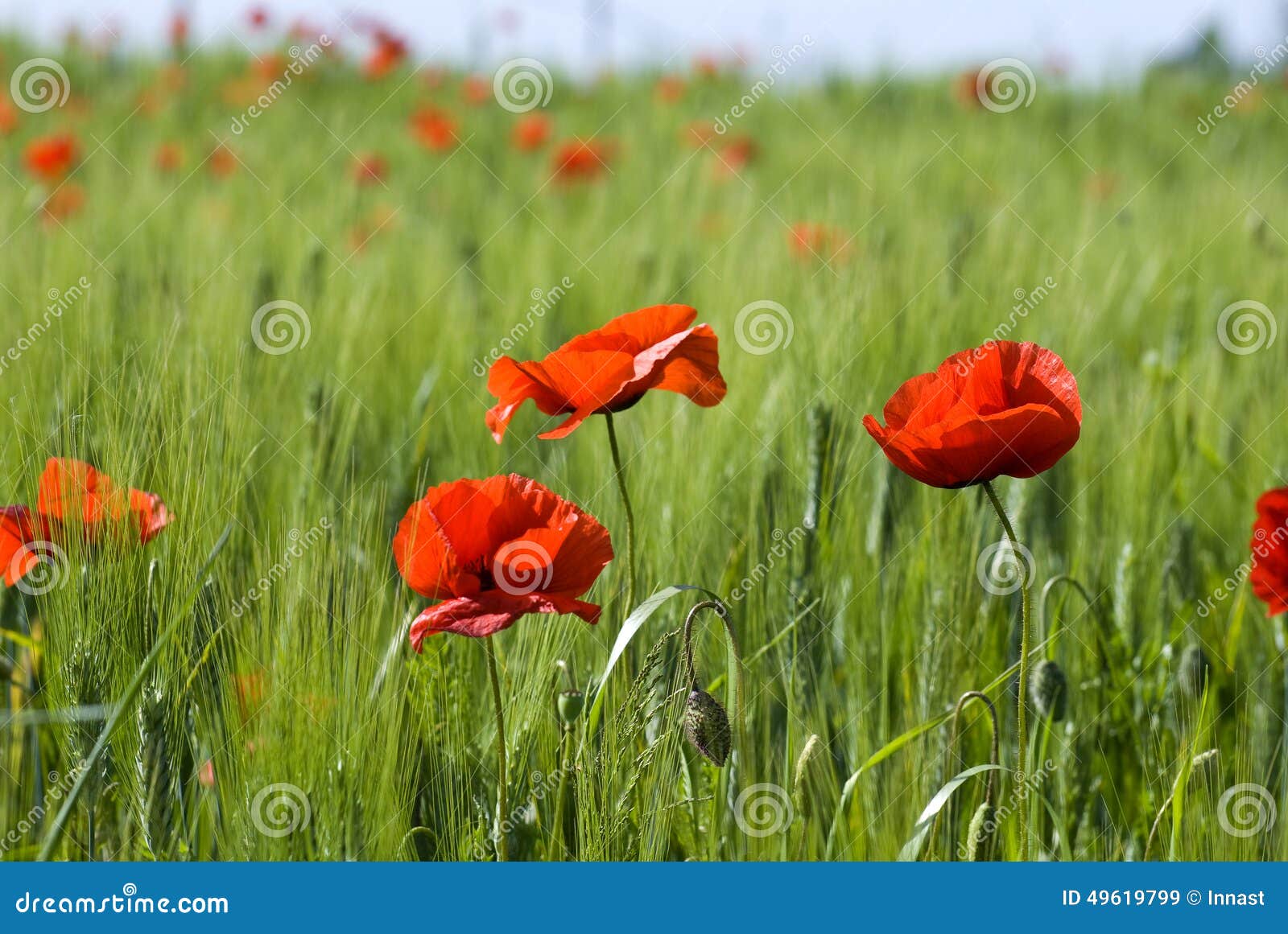 Pavot Rouge Dans Un Domaine Vert Image stock - Image du horizontal ...