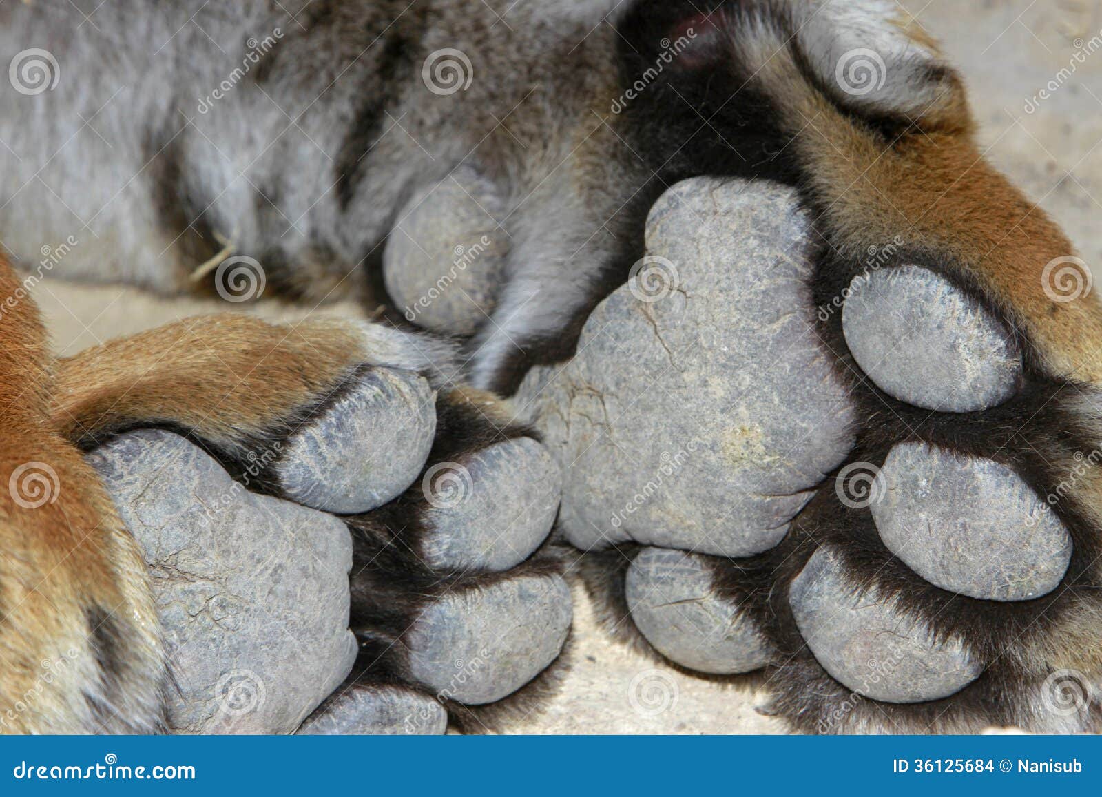 Paw stock photo. Image of indian, siberian, tiger, mammal - 36125684