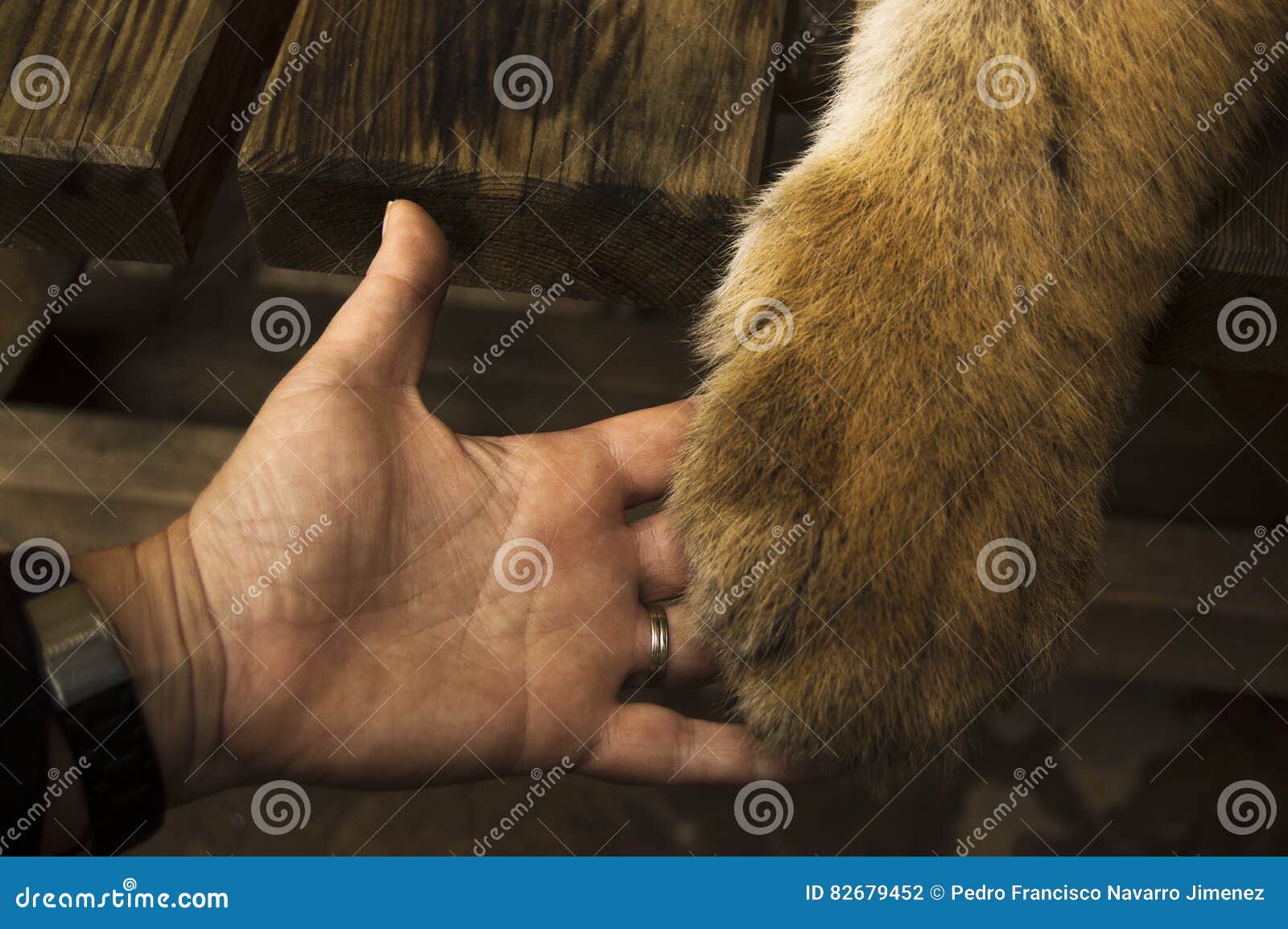 Paw of a bengal tiger stock photo. Image of white, mammal - 82679452