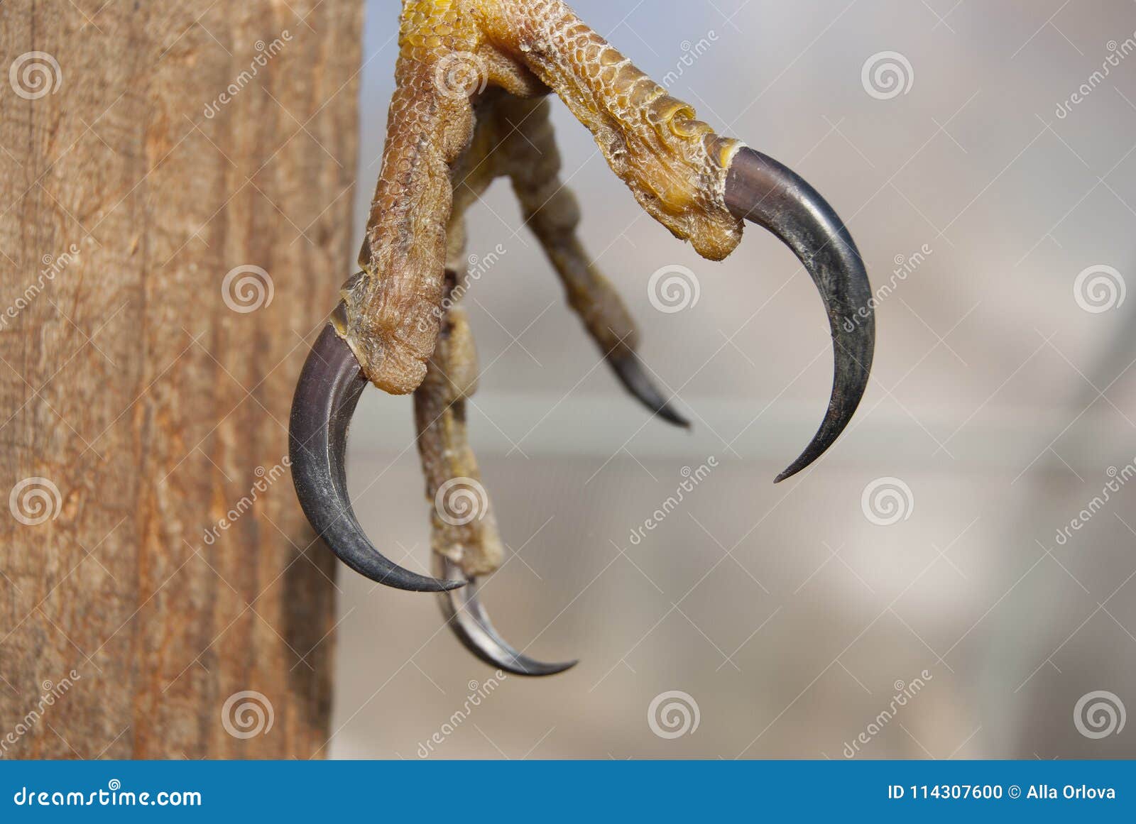 Paw of a Bird of Prey with Black Claws. Stock Photo - Image of hawk ...