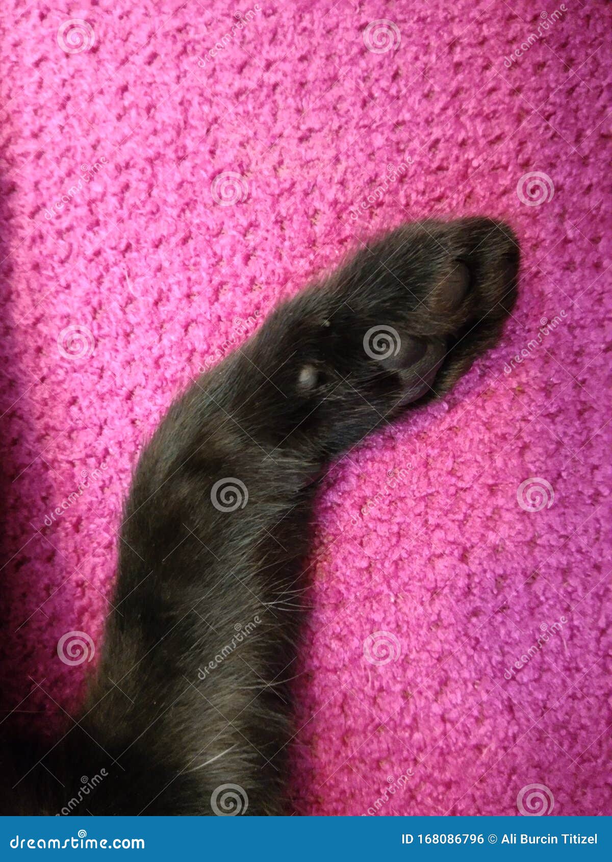 Black Cat Paw stock photo. Image of mammal, domestic - 168086796
