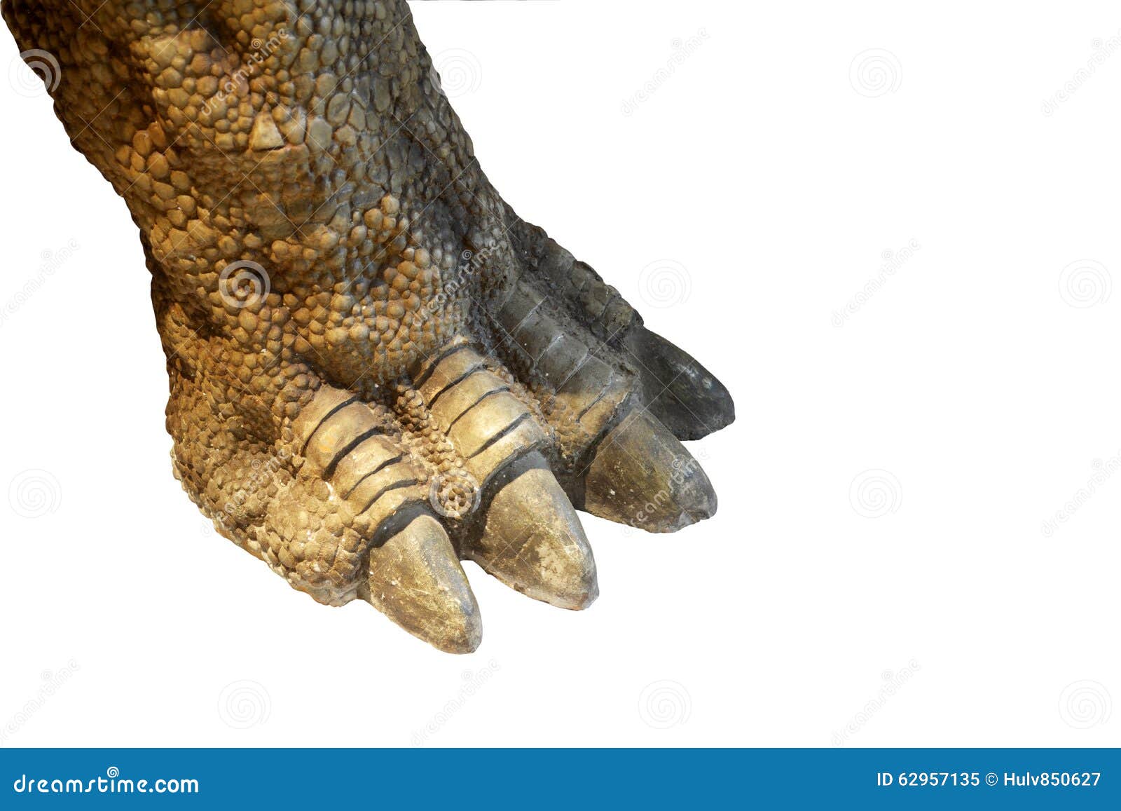Paw of a dinosaur stock image. Image of water, sharp - 62957135