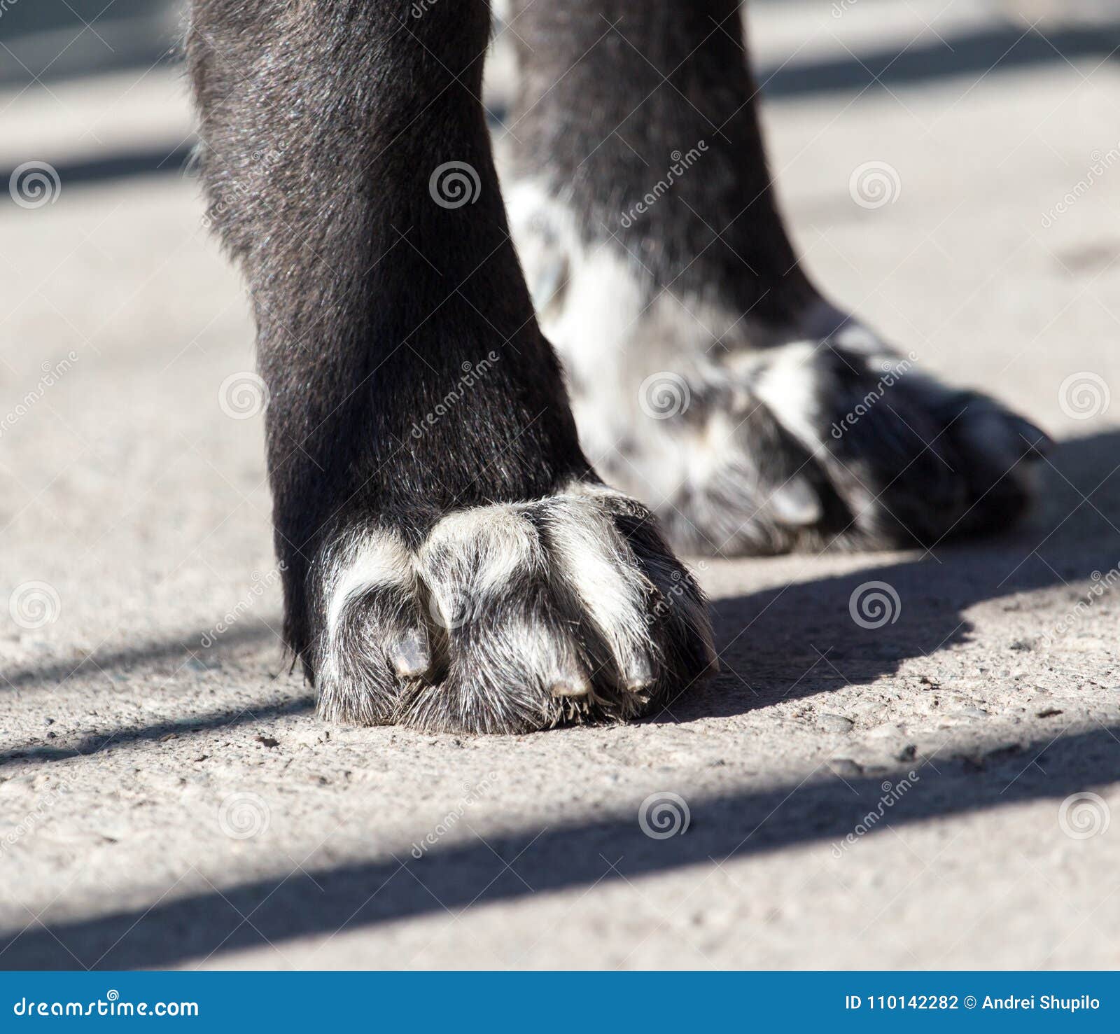 Paw dog on the nature stock photo. Image of mark, retriever - 110142282