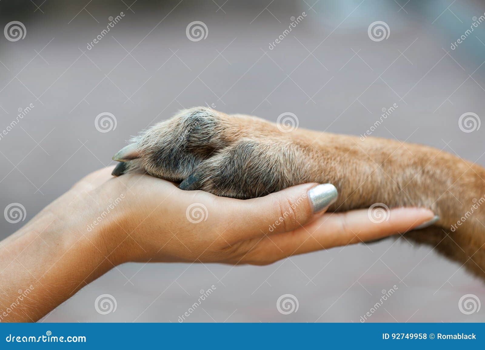Paw in female hand stock photo. Image of human, handinhand - 92749958