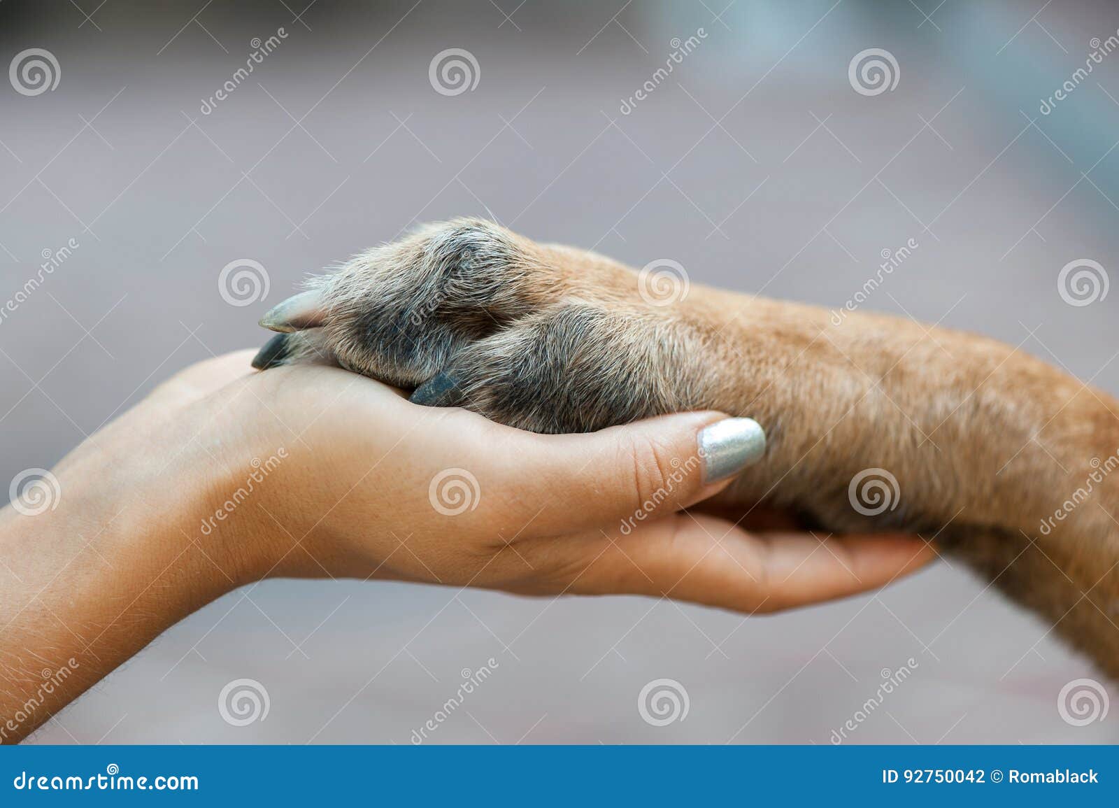 Paw in female hand stock photo. Image of cute, obedience - 92750042