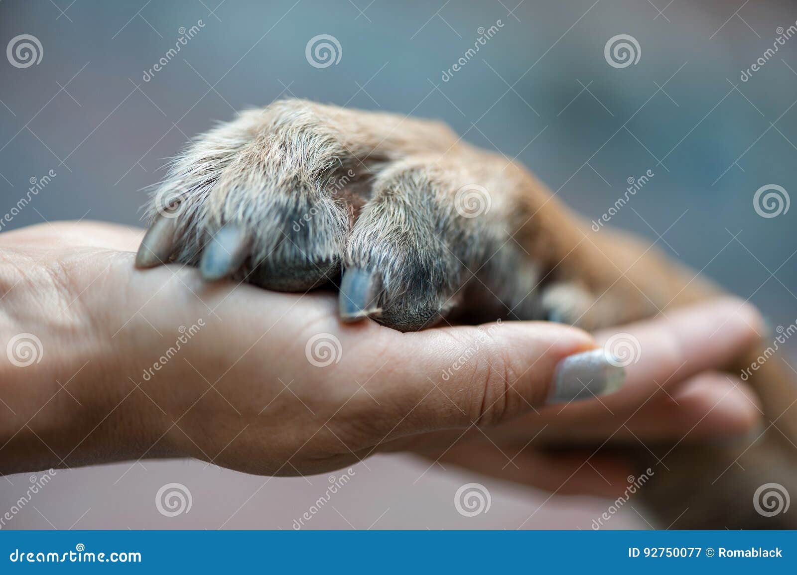 Paw in female hand stock image. Image of friendship, holding - 92750077