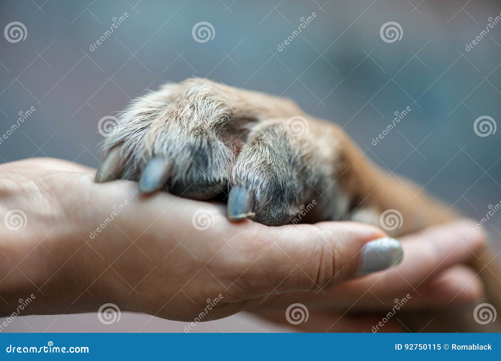 Paw in female hand stock image. Image of obedience, partnership - 92750115