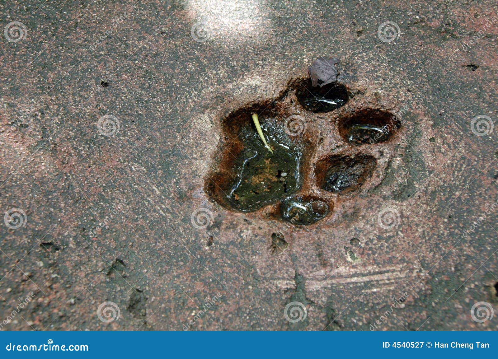Paw foot print stock image. Image of running, print, danger - 4540527
