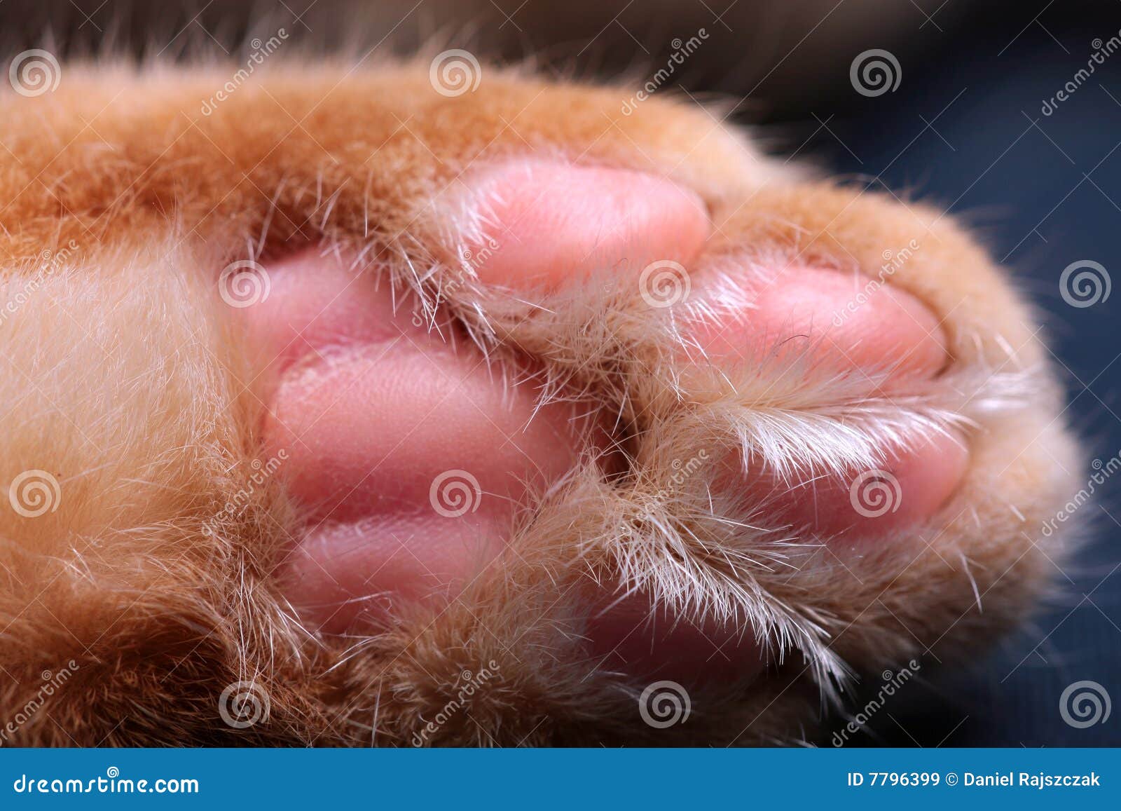 The paw of the ginger cat stock image. Image of domestic - 7796399