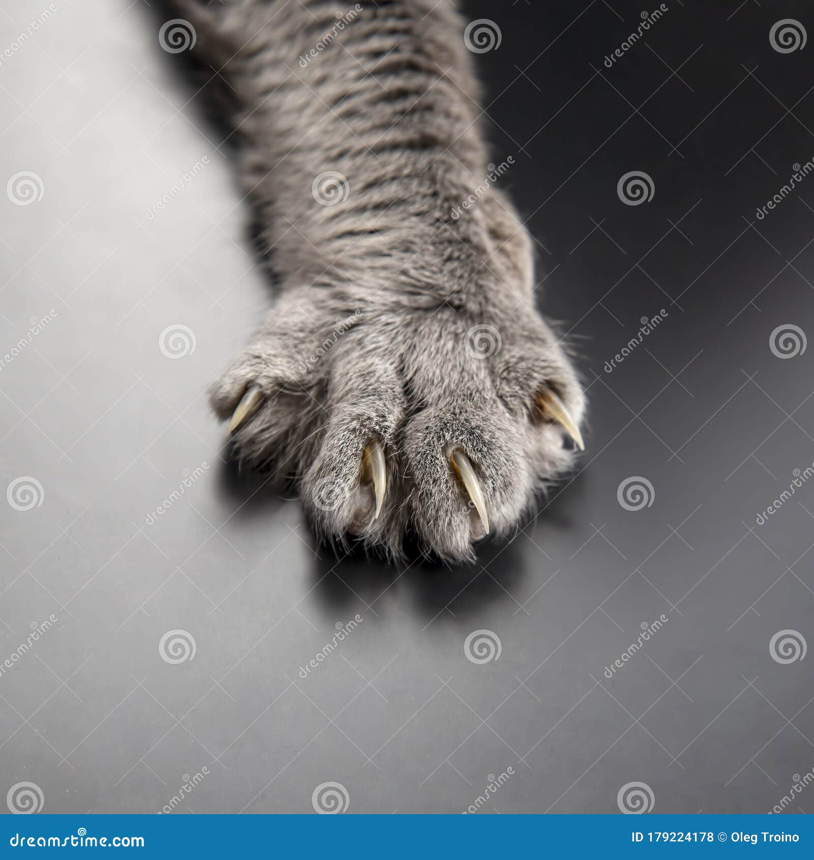 Paw Gray Cat Close Up. Pets and Mammals Stock Photo - Image of mammals ...