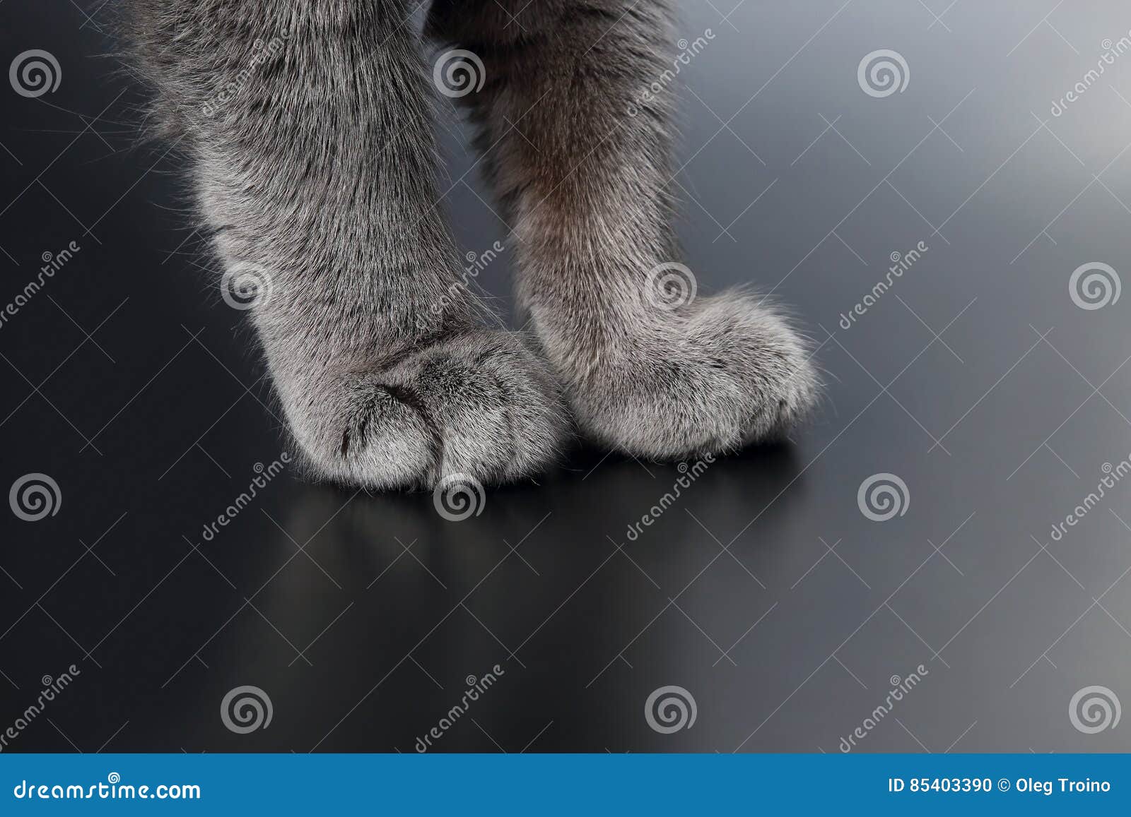 Paw Gray Cat Closeup on Dark Background Stock Photo - Image of fluffy ...