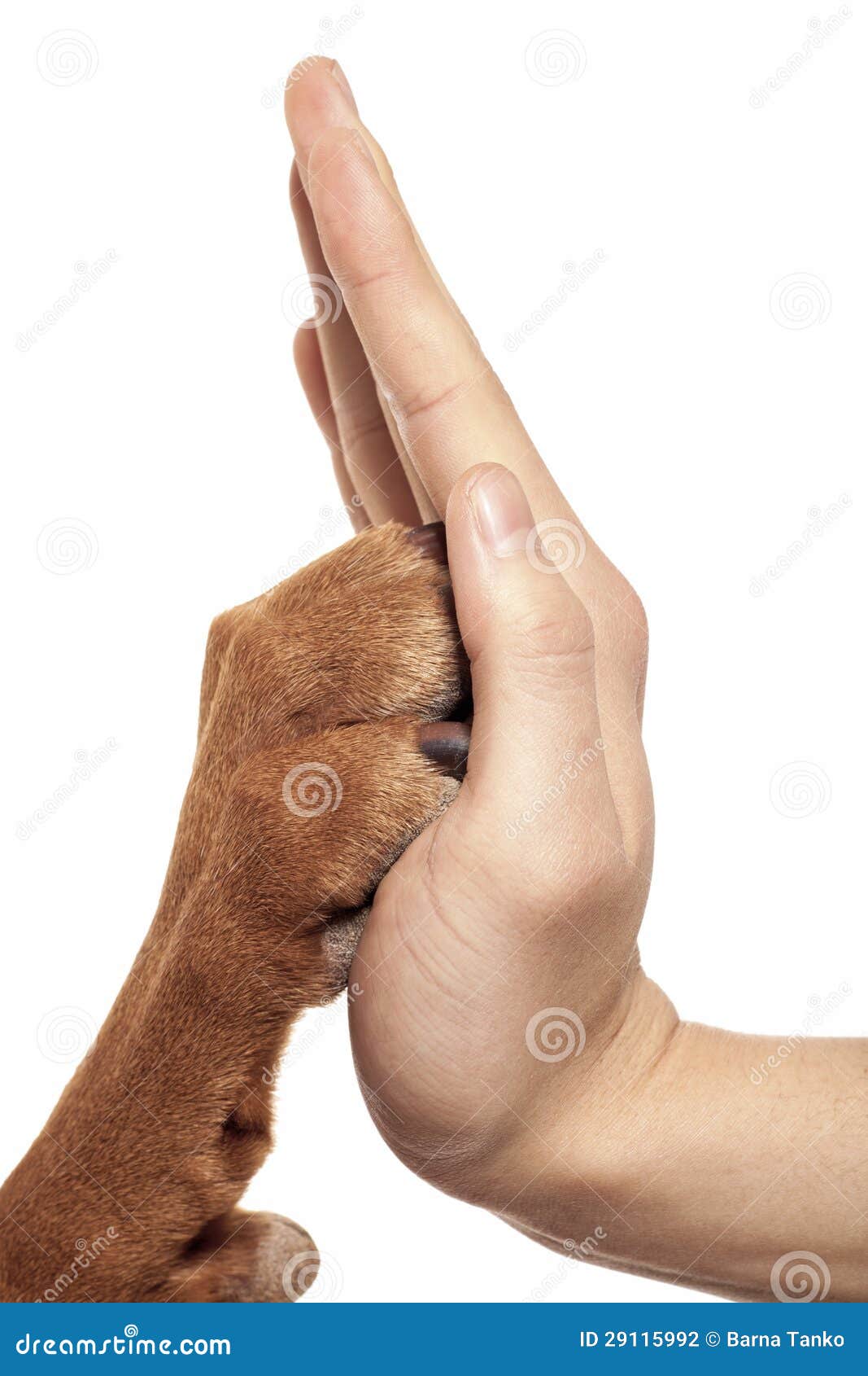 Paw and hand stock photo. Image of touch, canine, high - 29115992