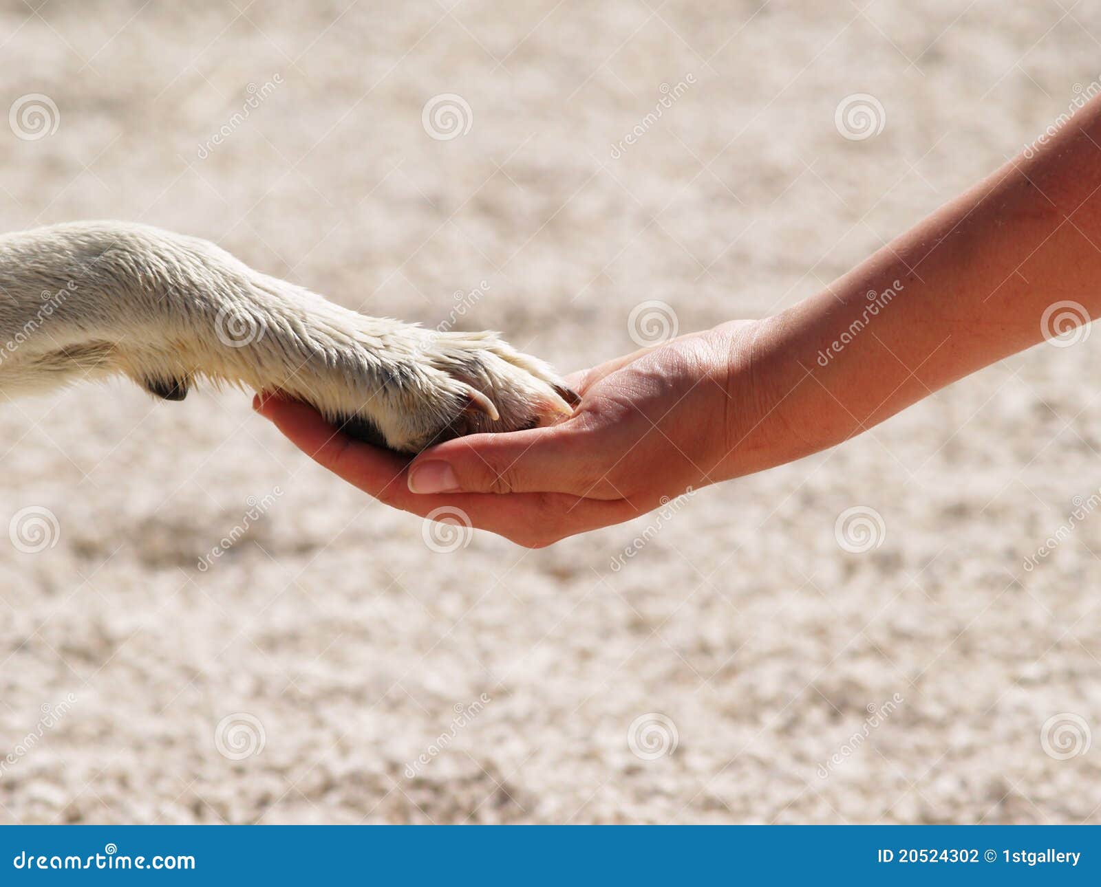 Paw in hand (7) stock photo. Image of give, mixed, outdoors - 20524302