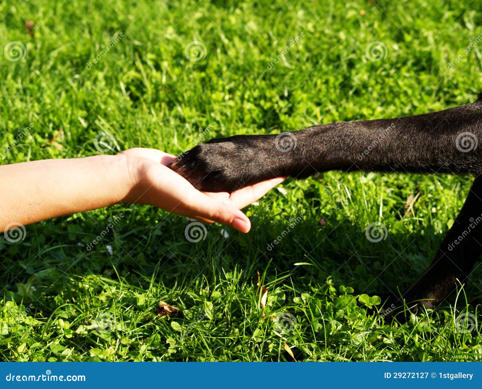 Paw in hand (9) stock image. Image of exterior, cute - 29272127