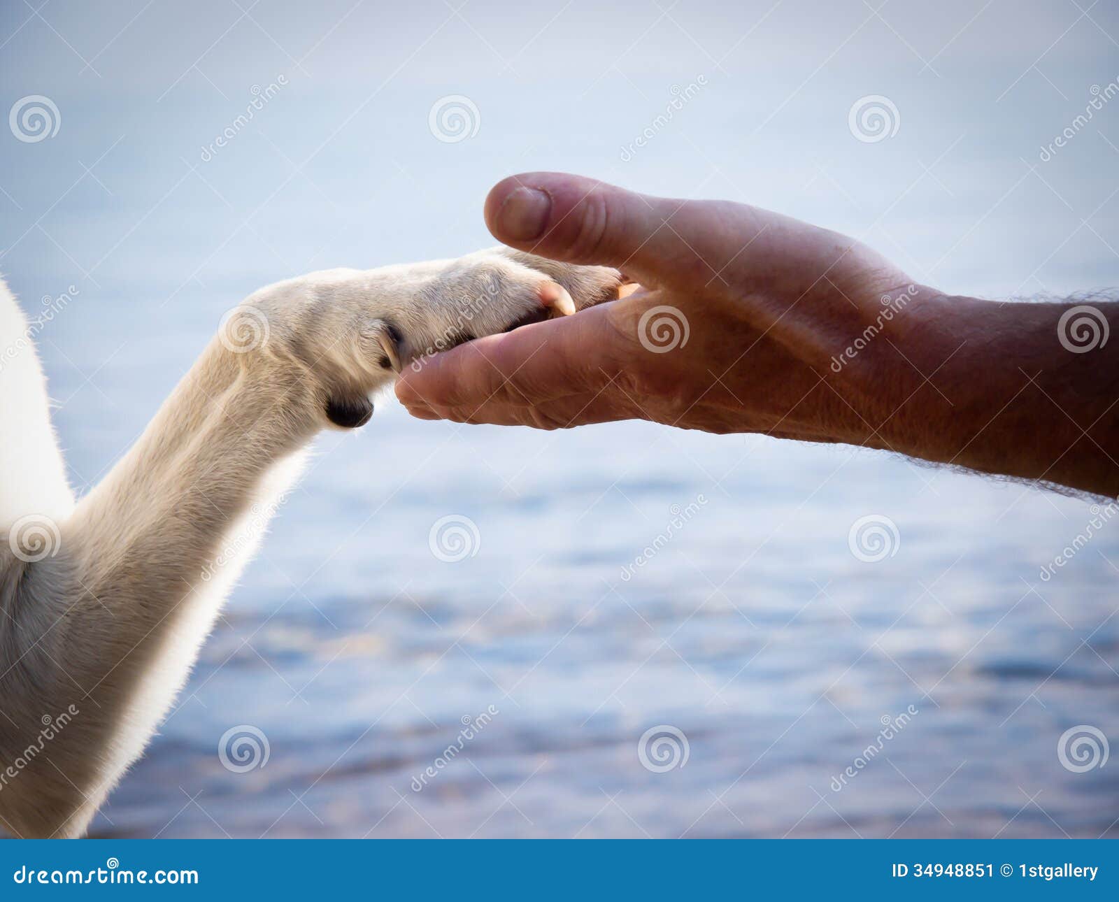 Paw in hand (13) stock image. Image of color, claws, friends - 34948851