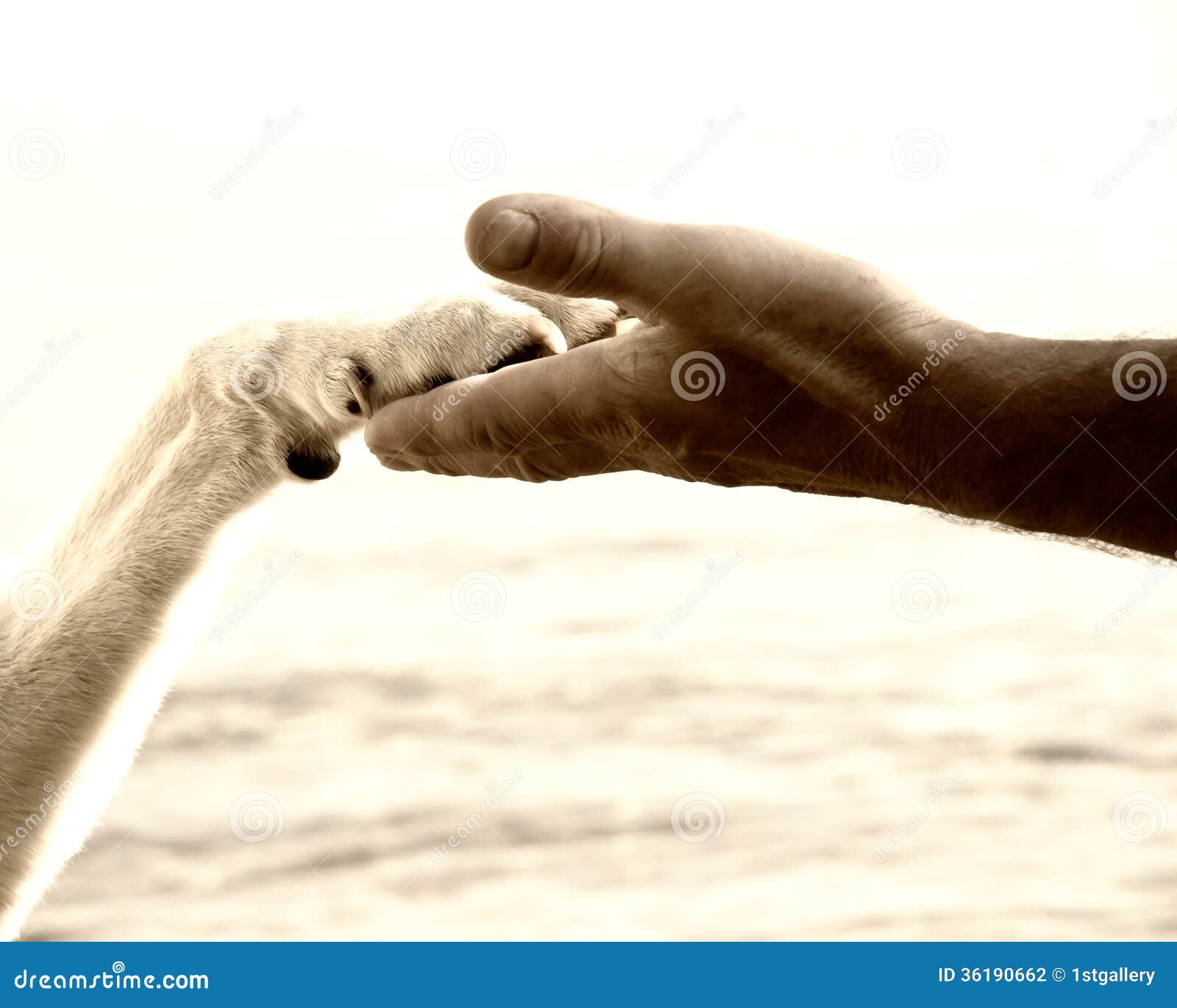 Paw in hand (18) stock photo. Image of animals, affection - 36190662