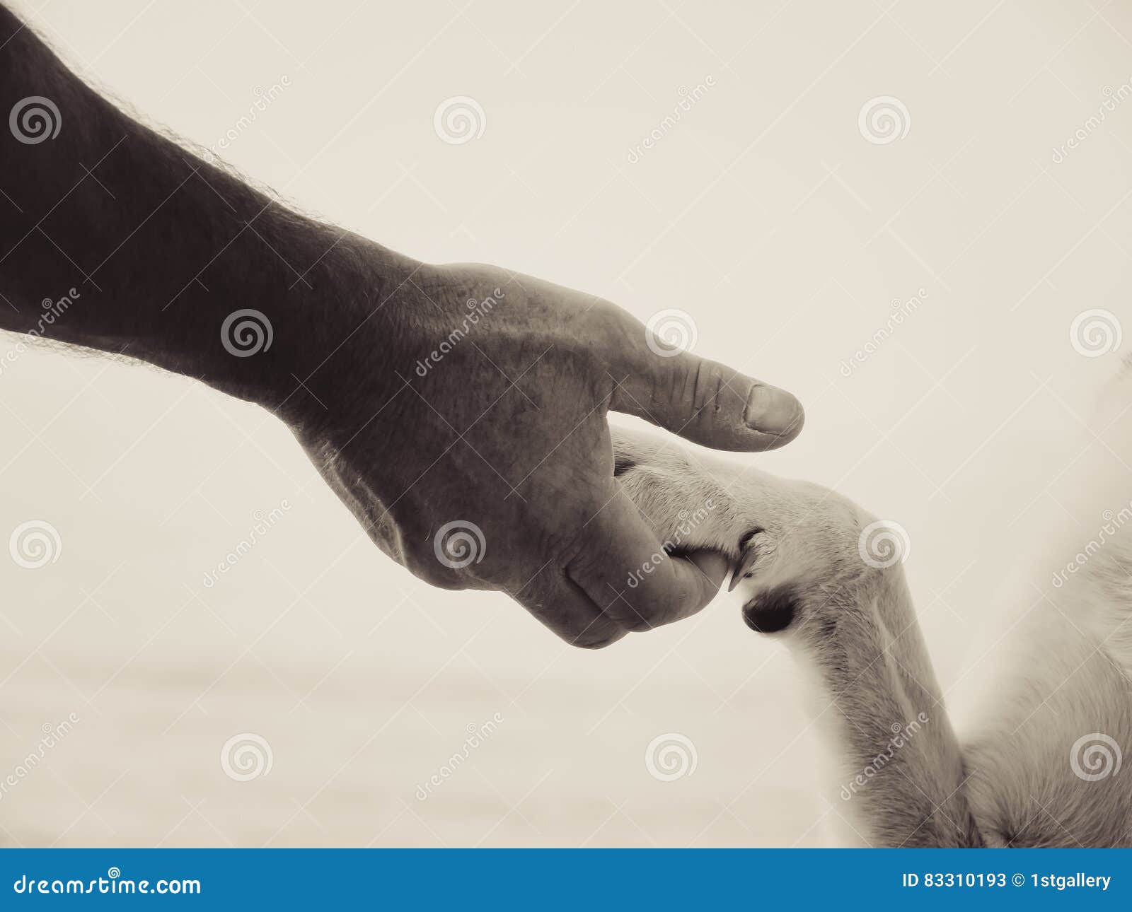 Paw in hand stock image. Image of beach, hands, convention - 83310193