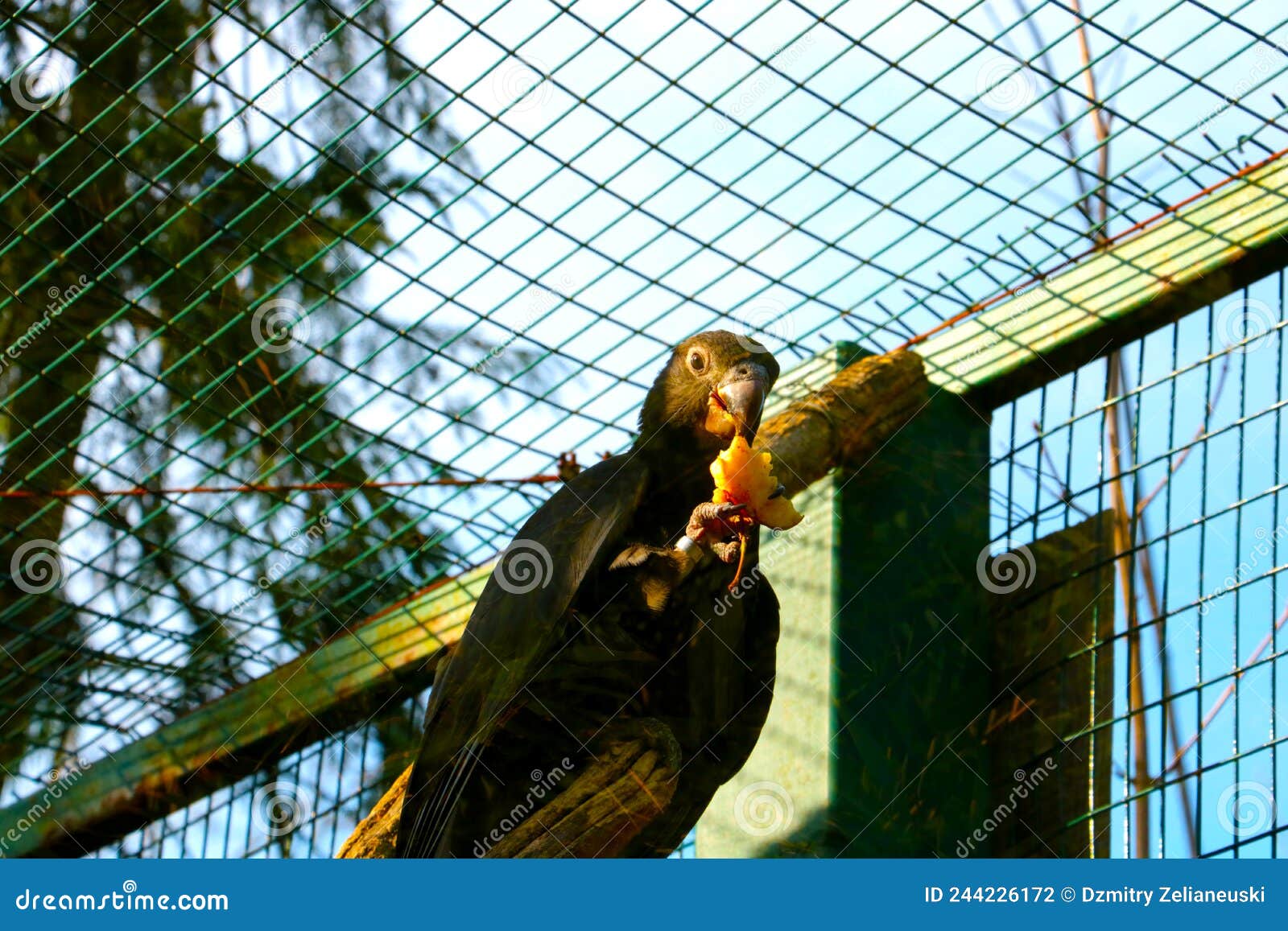 In the Paw of a Large Parrot Holds Food, Stock Photo - Image of macaw ...