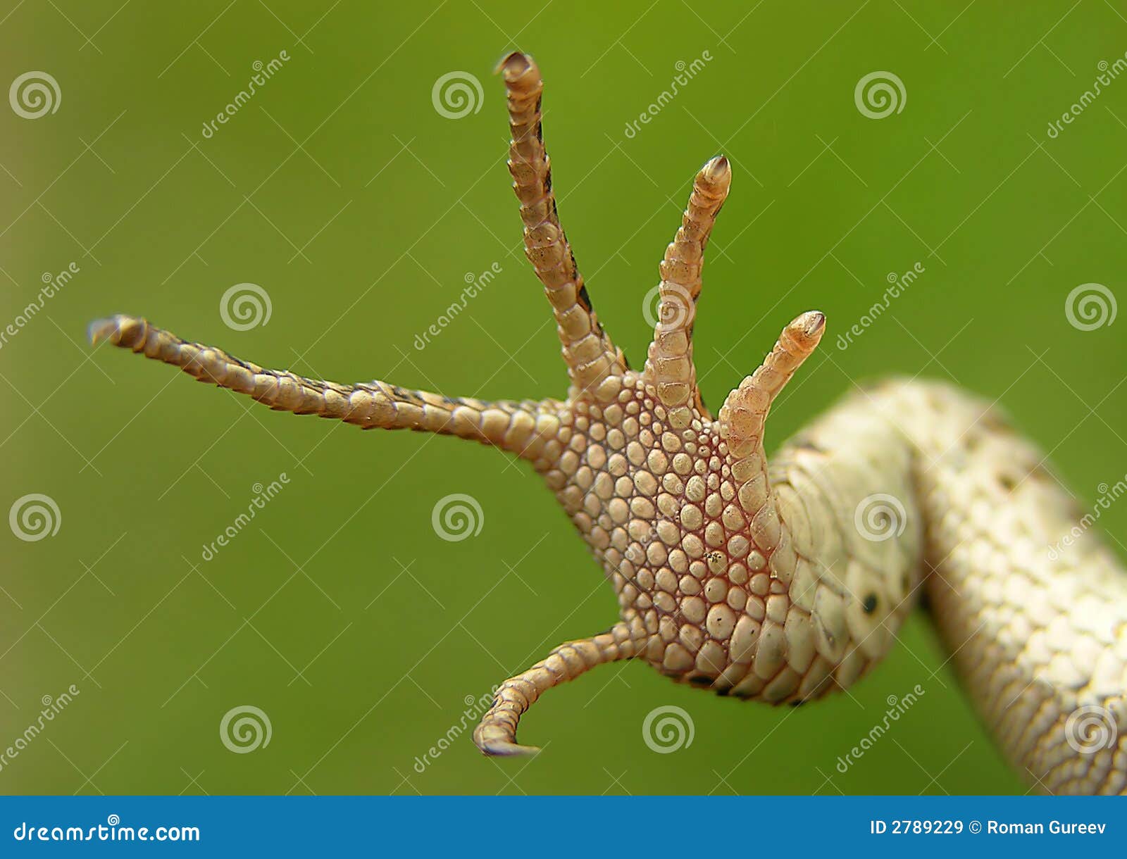 Paw of a lizard stock image. Image of lizards, skin, macro - 2789229