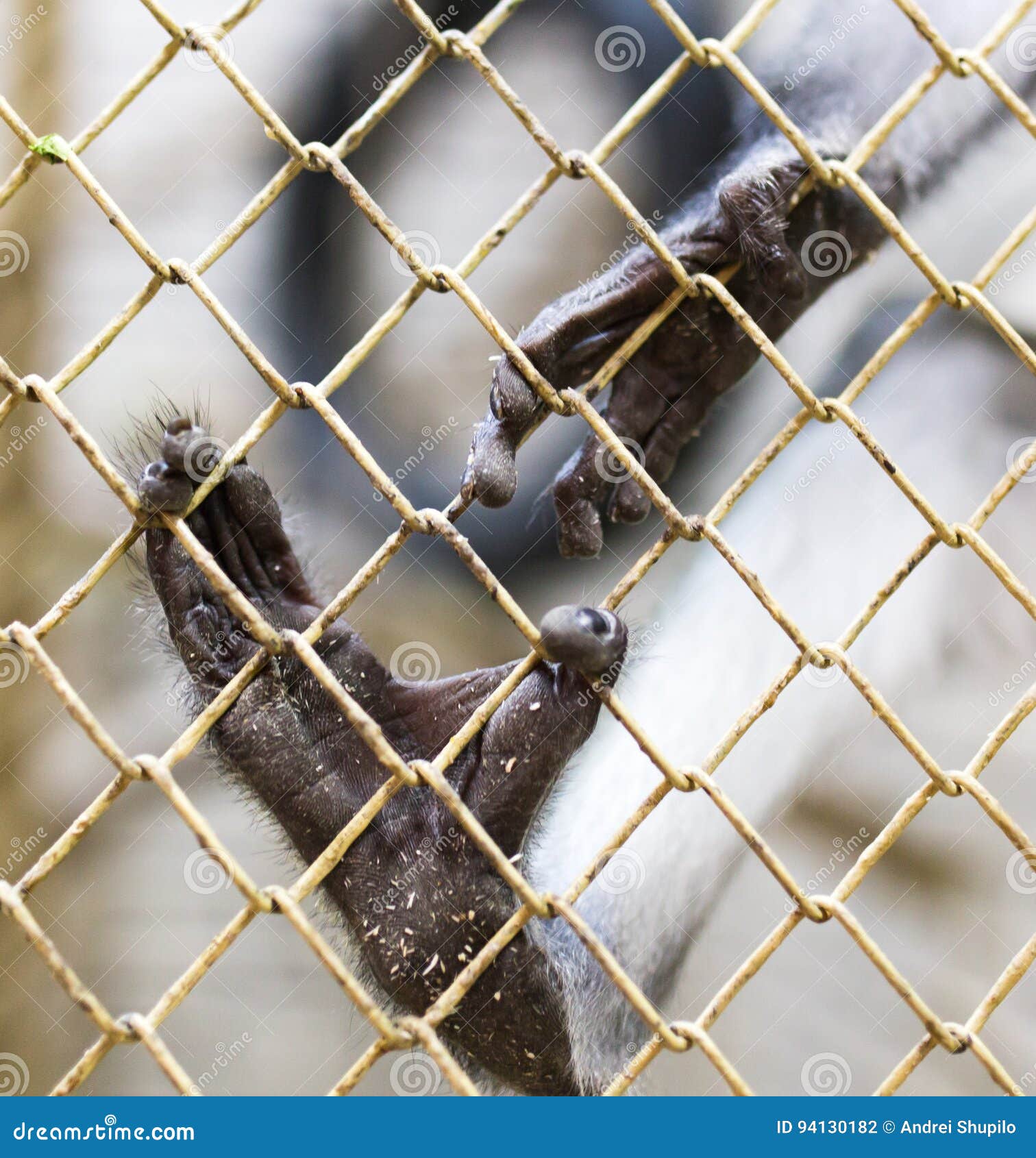 Paw Monkey in a Cage in the Zoo Stock Photo - Image of white ...