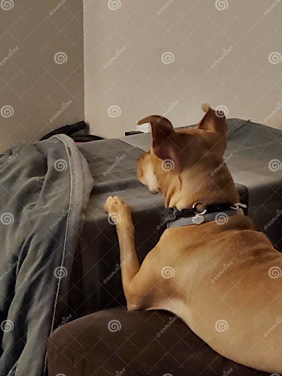 The paw pose stock photo. Image of pose, diamond, ears - 175083538