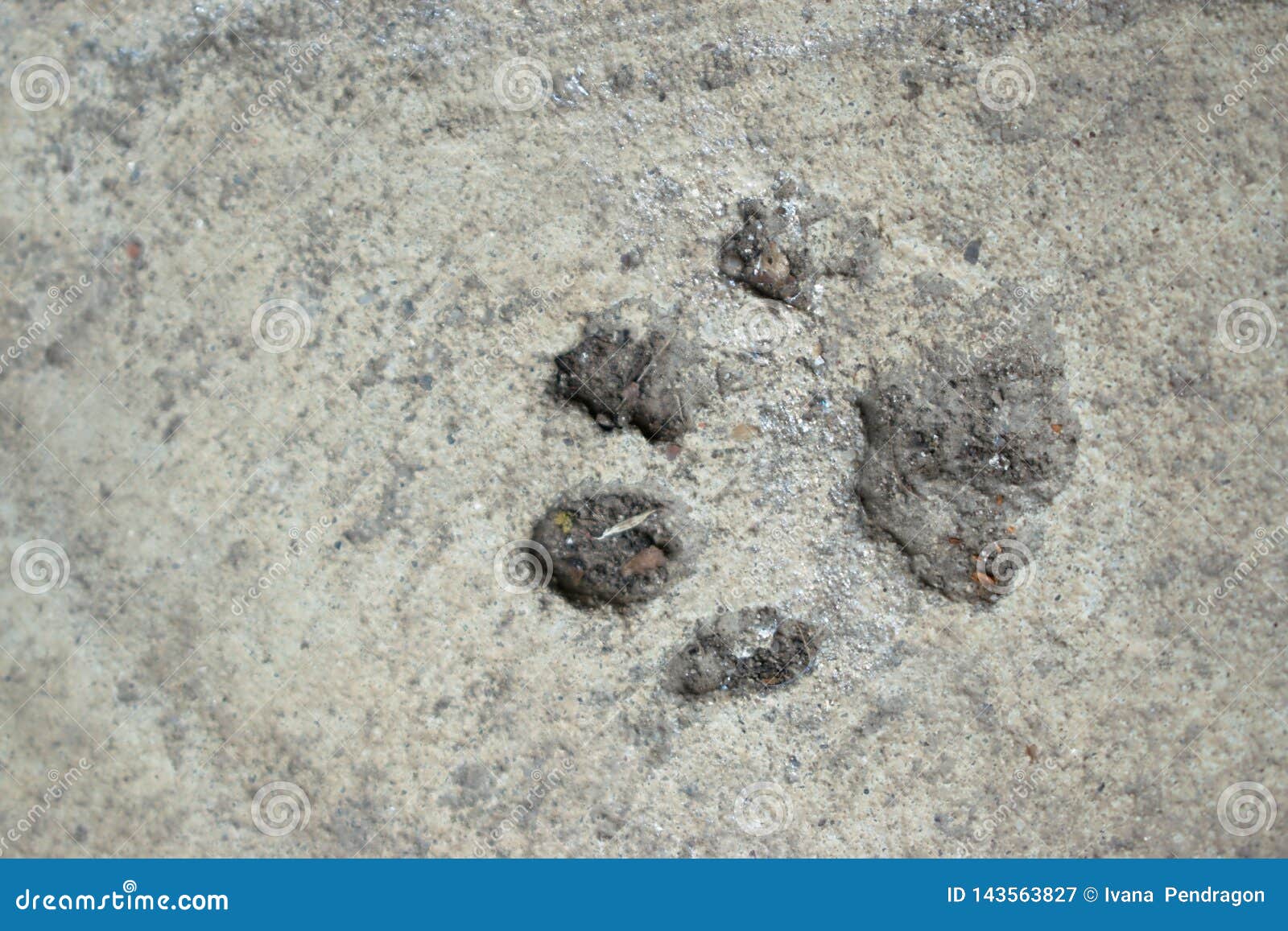 Paw Print stock image. Image of urban, closeup, city - 143563827