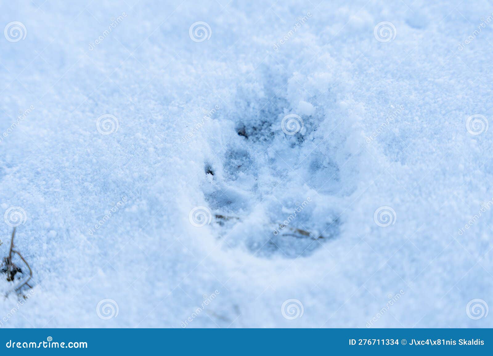 Paw Print of Dog in Fresh Snow Stock Photo - Image of print, paws ...