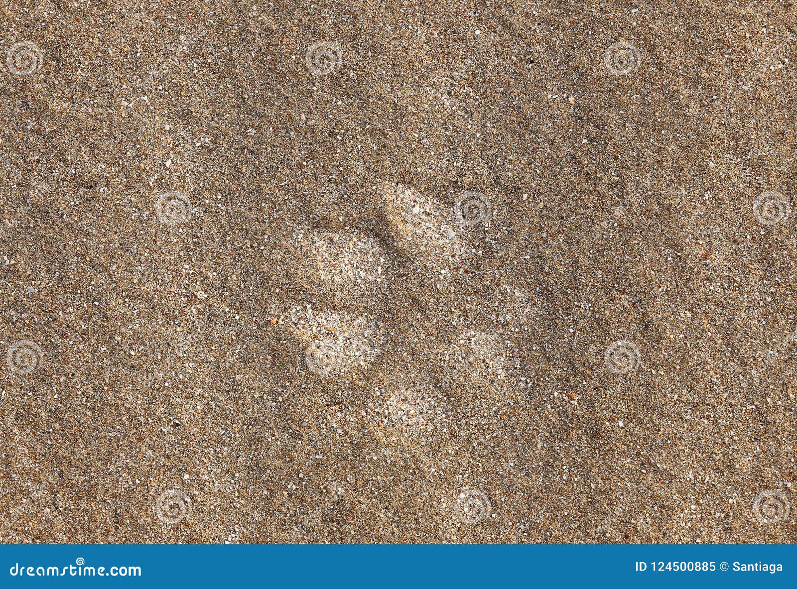 Paw Print in Sand stock image. Image of animal, dogprints - 124500885