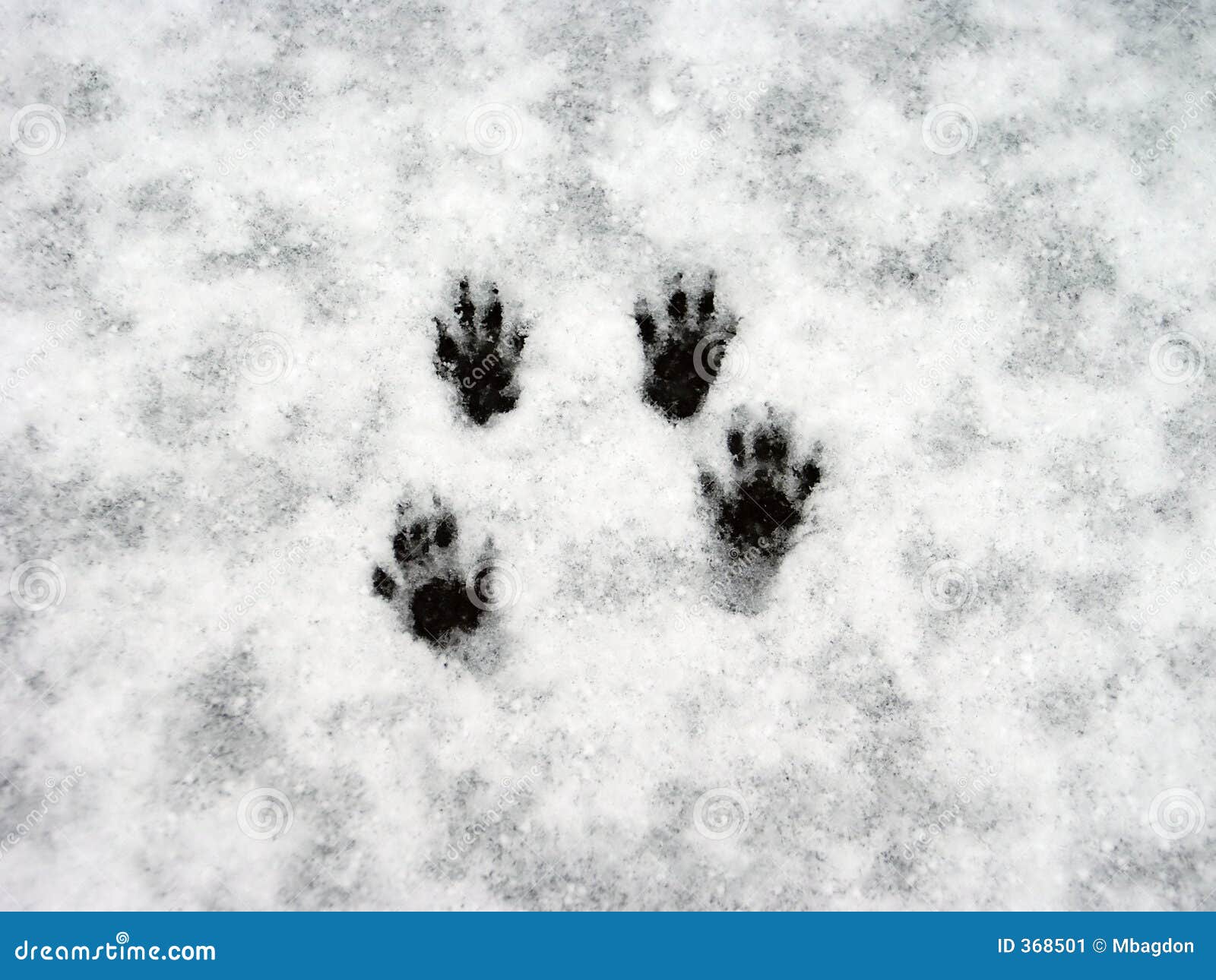 Paw prints stock image. Image of print, snow, cold, rodent - 368501