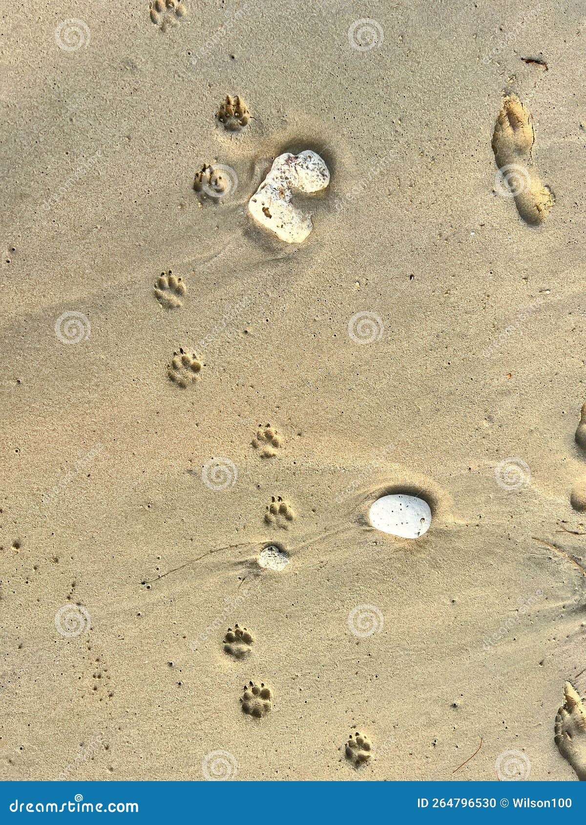 Paw Prints in Sand stock photo. Image of small, animal - 264796530
