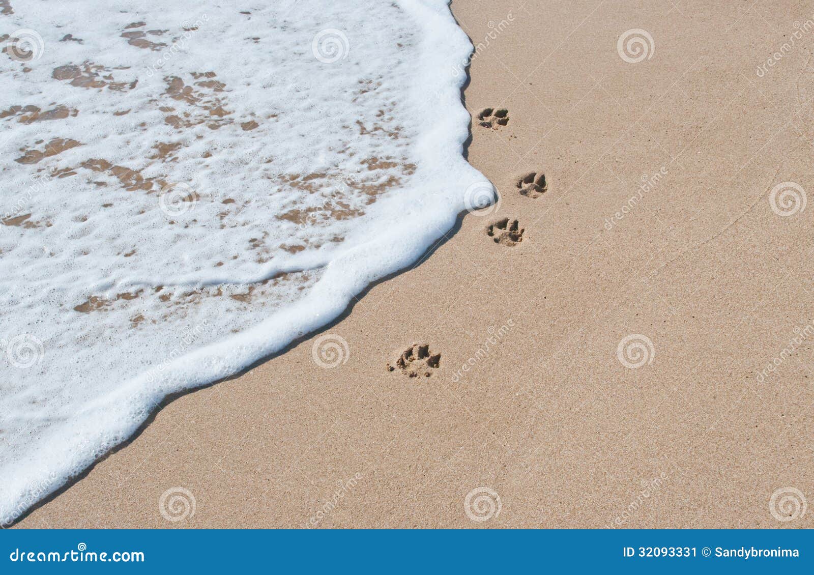 Paw Prints stock image. Image of ocean, shape, domestic - 32093331