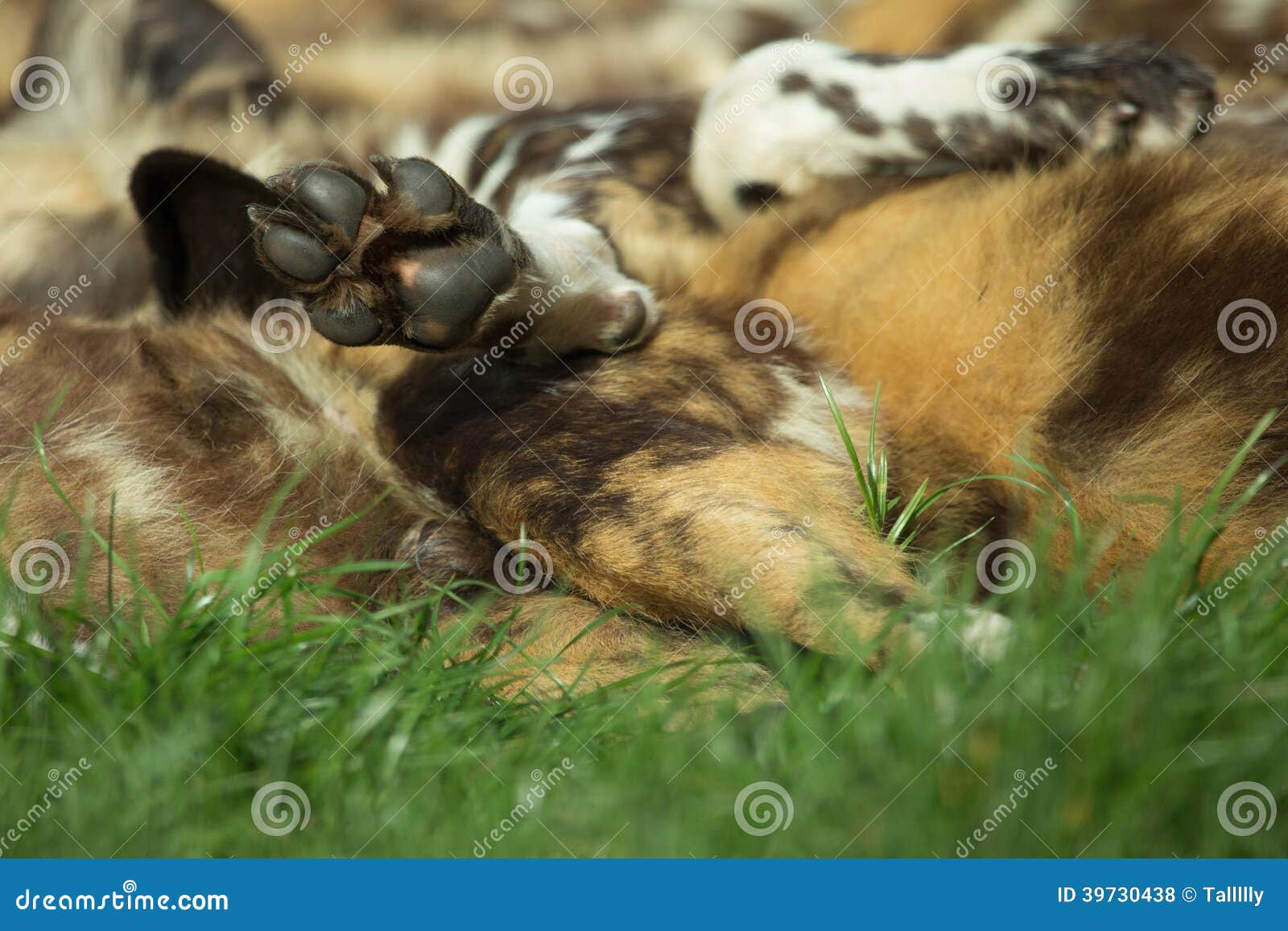 Paw stock photo. Image of white, species, impact, dhole - 39730438